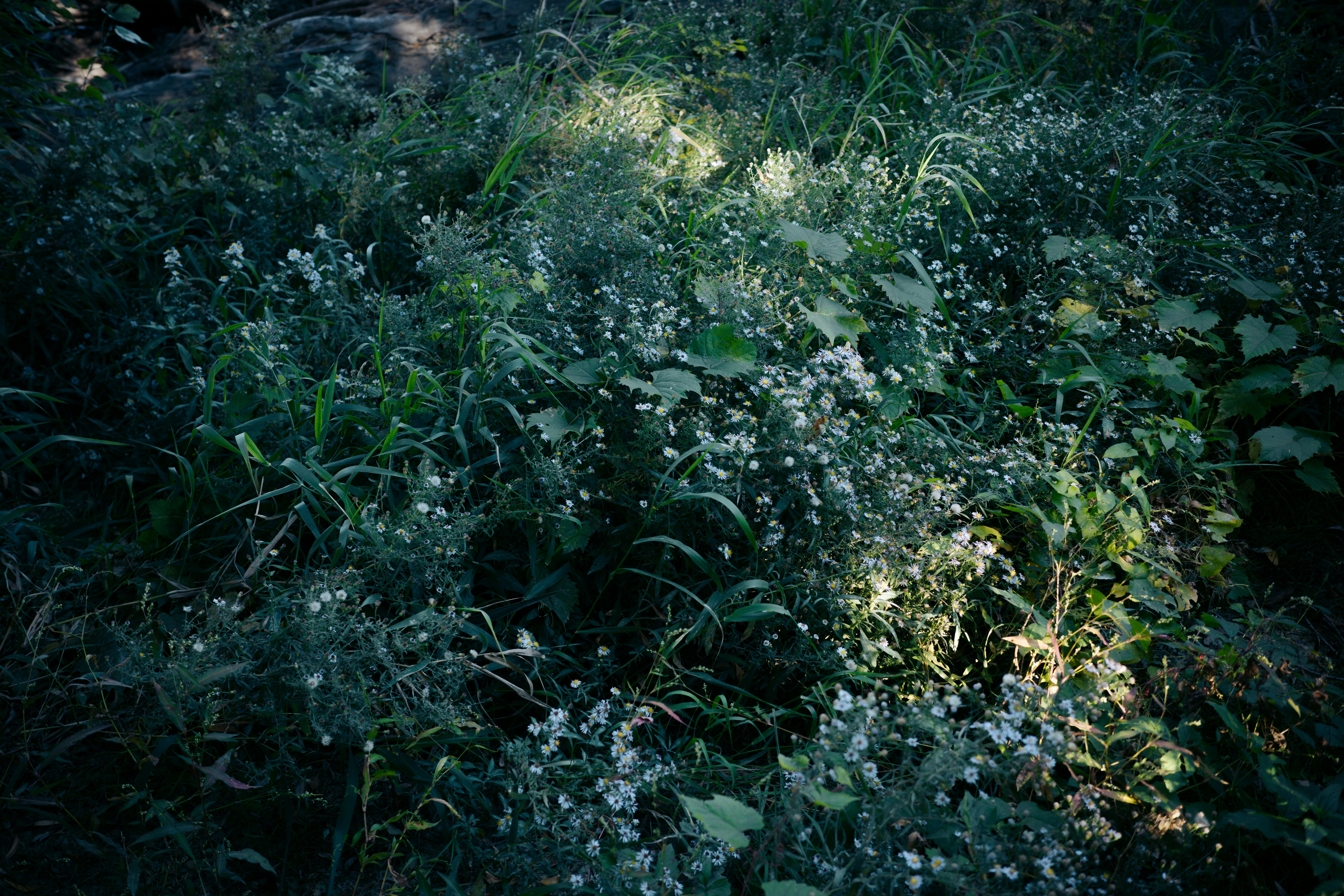 Dappled Wildflowers in Quiet Shade