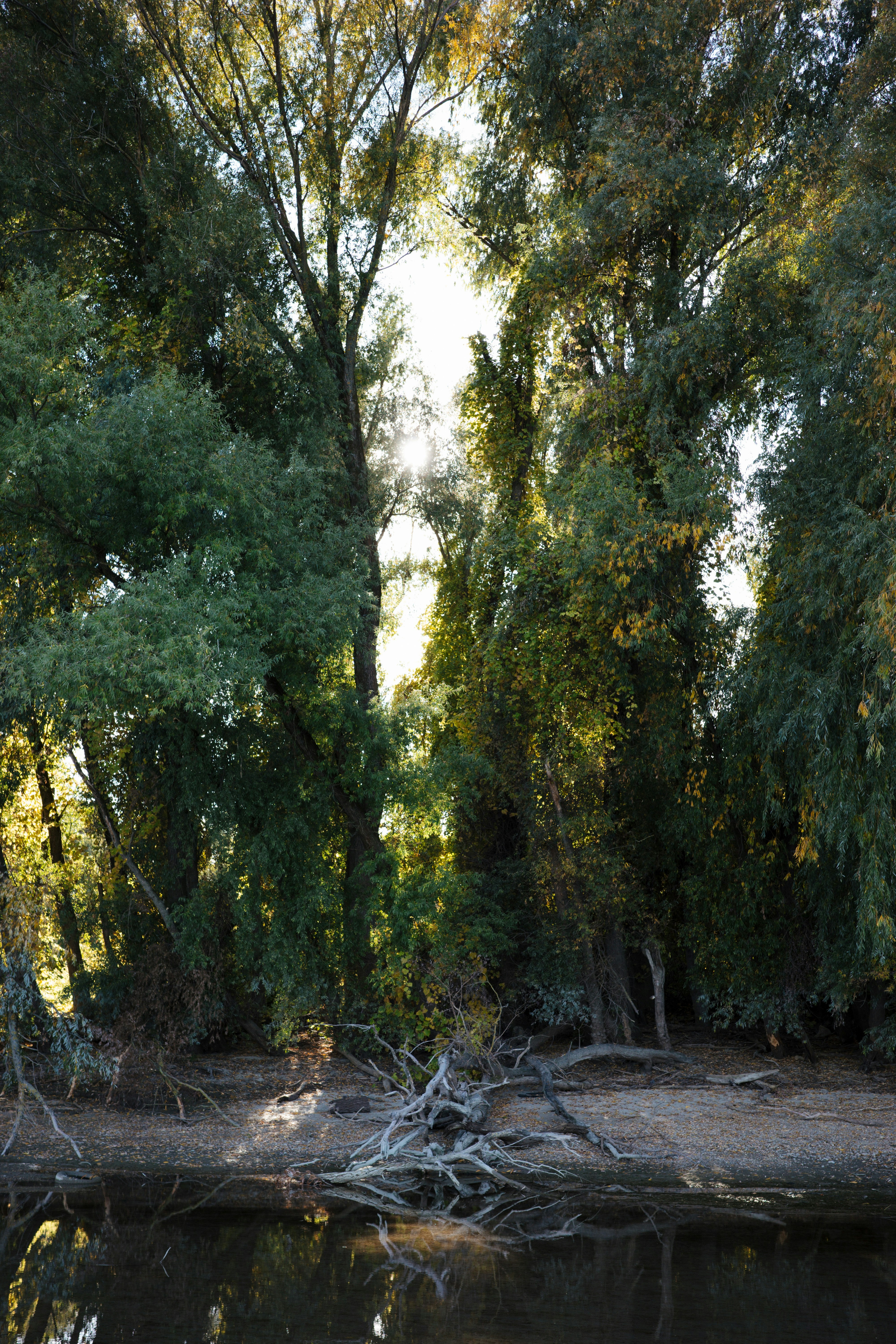 Sunlit Riverbank Through Tall Willows
