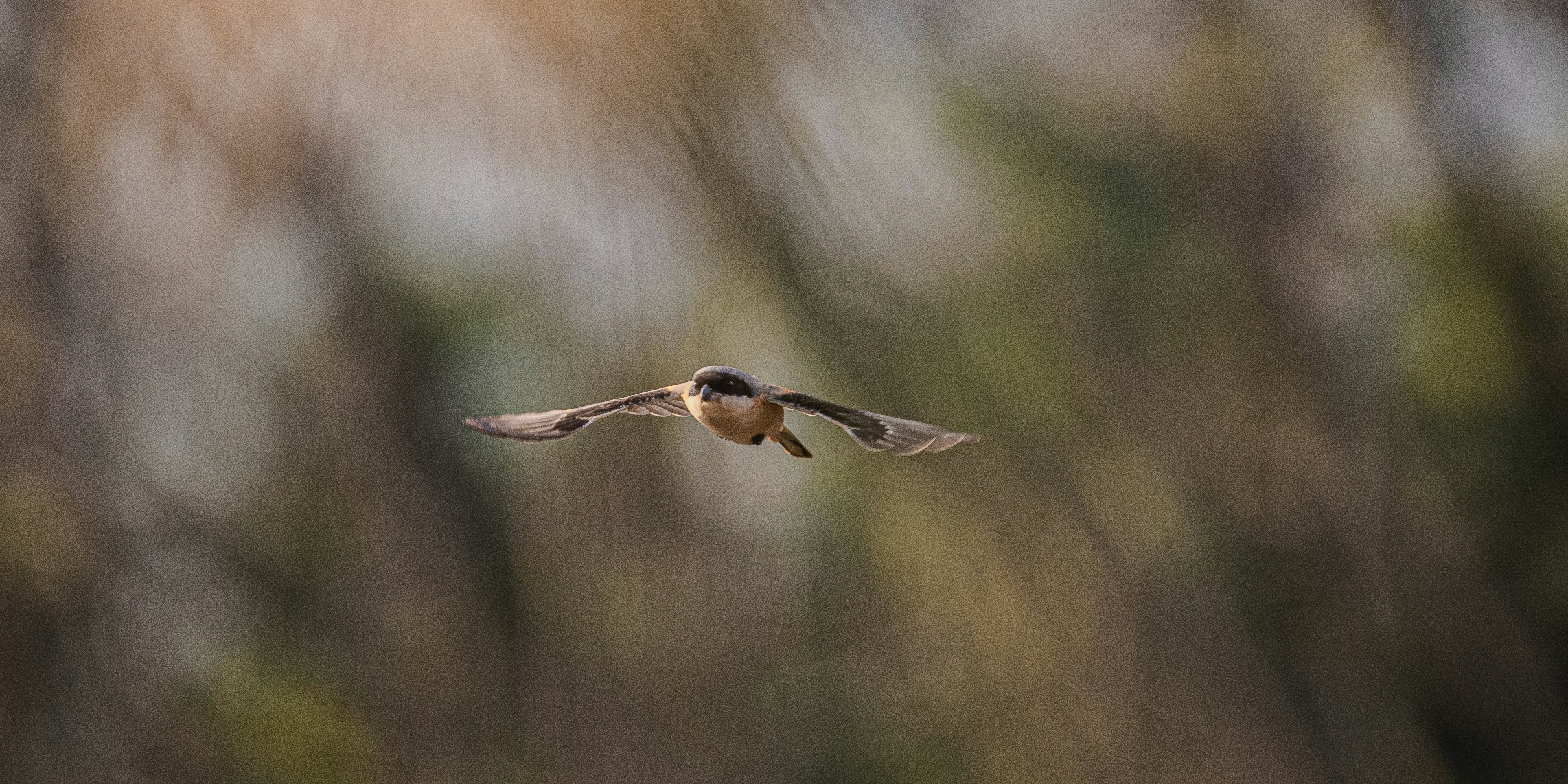 Midair Glide: A Small Bird Anchors a Quiet Dusk Flight