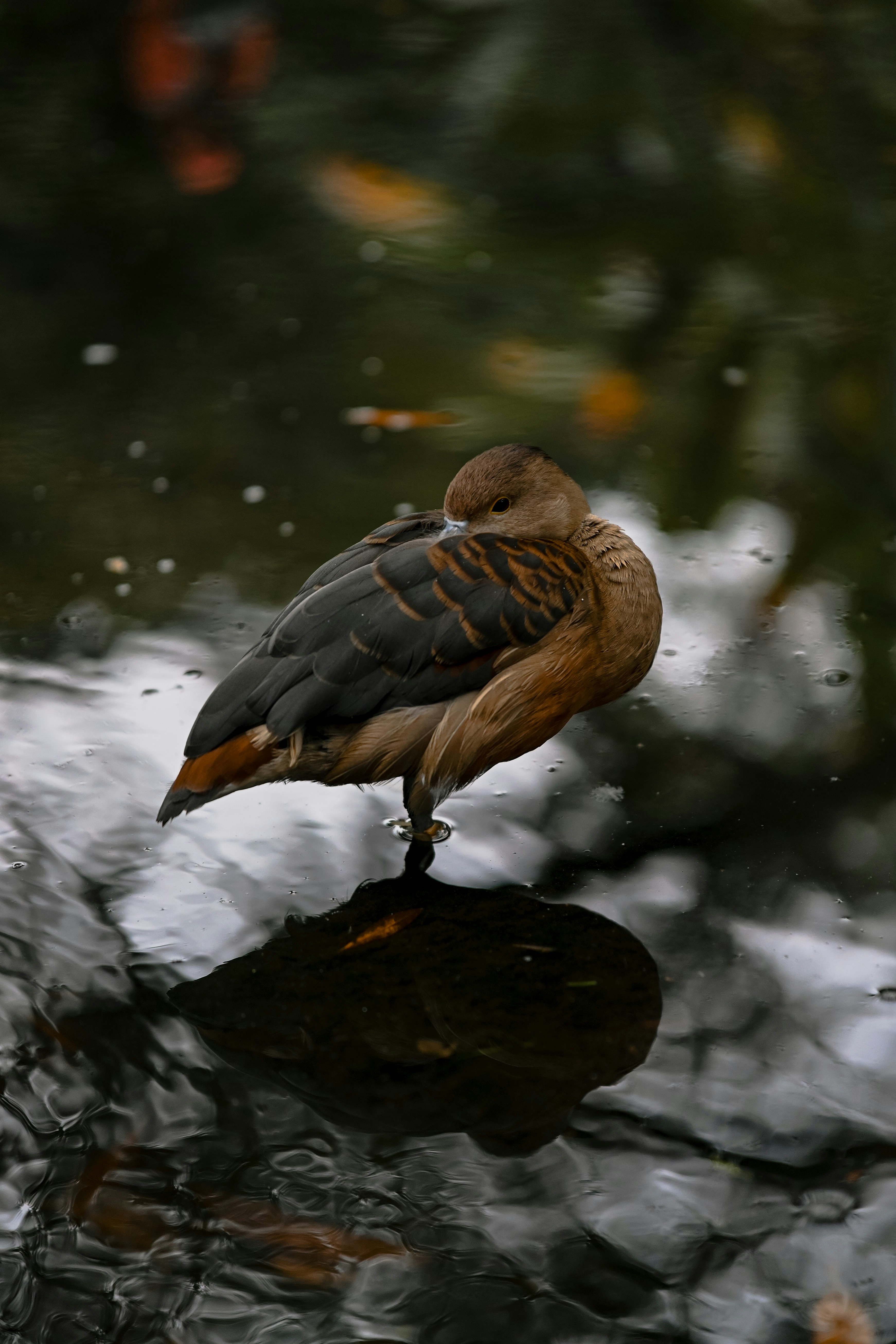 A brown duck rests on a rock in water. photo – Free Animal Image on ...