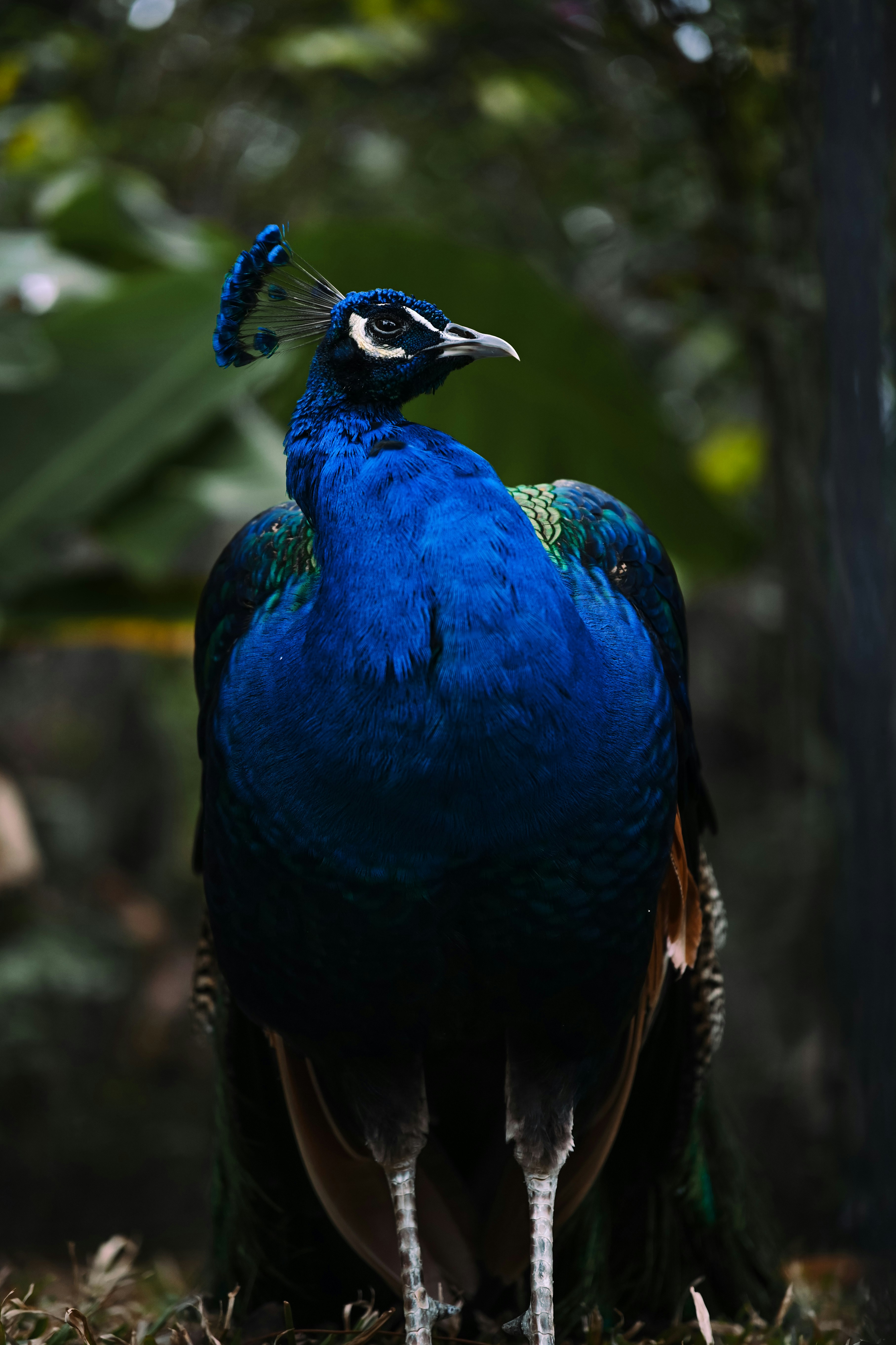 Azure Majesty: Portrait of a Peacock in Focused Quiet
