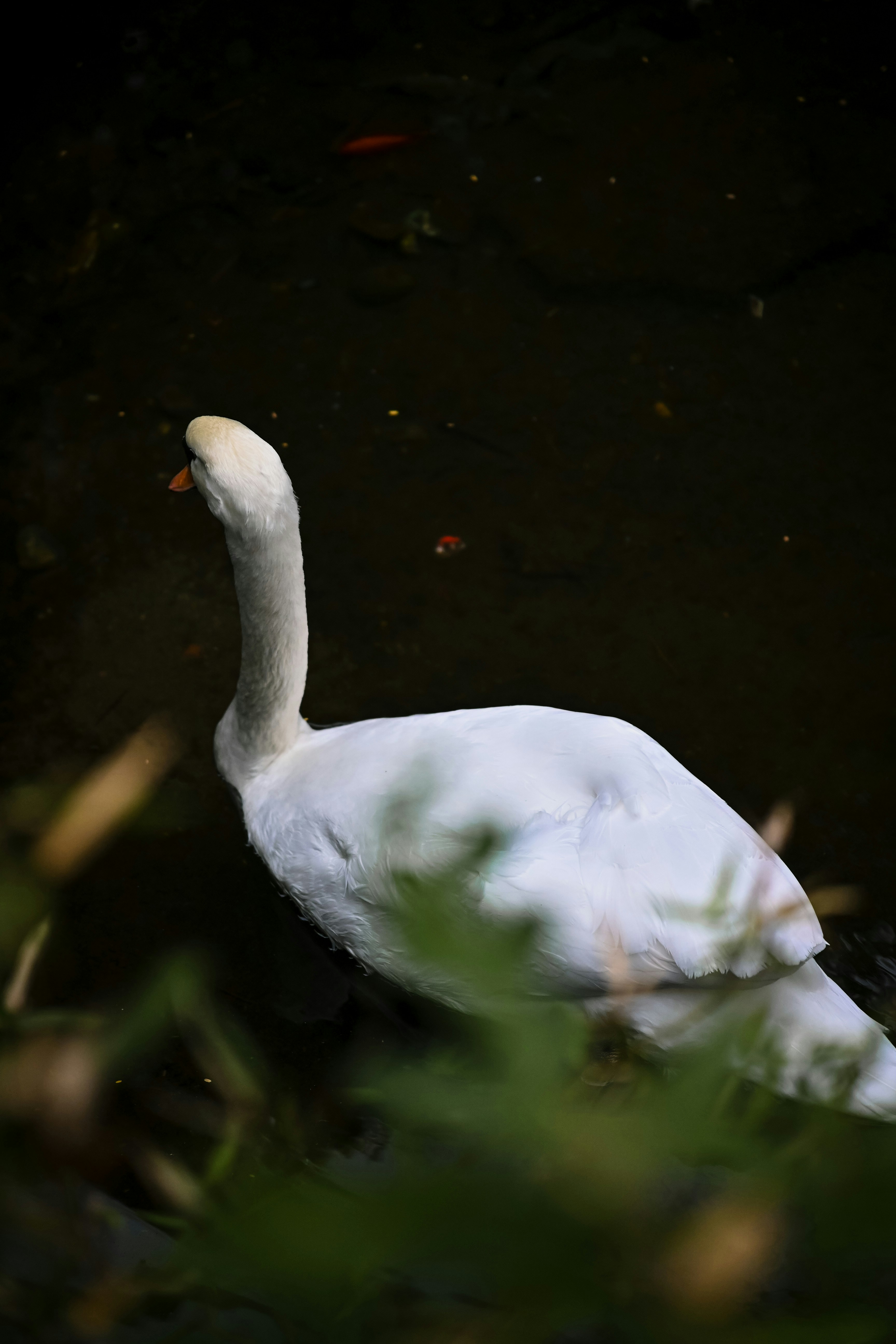 White Swallow in Focus: A Riverside Portrait with Soft Foreground Framing