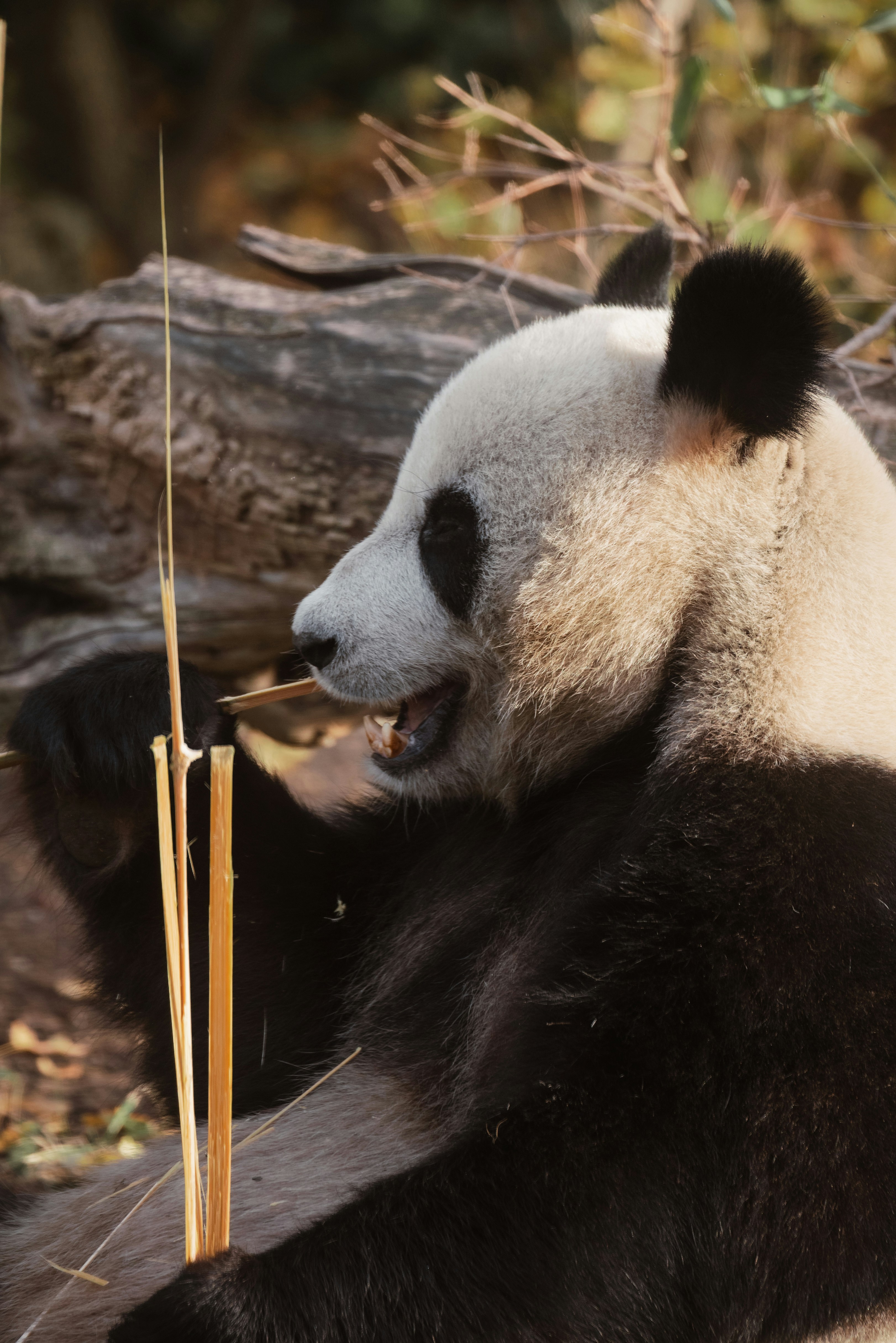 Panda at the Snack Station: a moment of quiet appetite