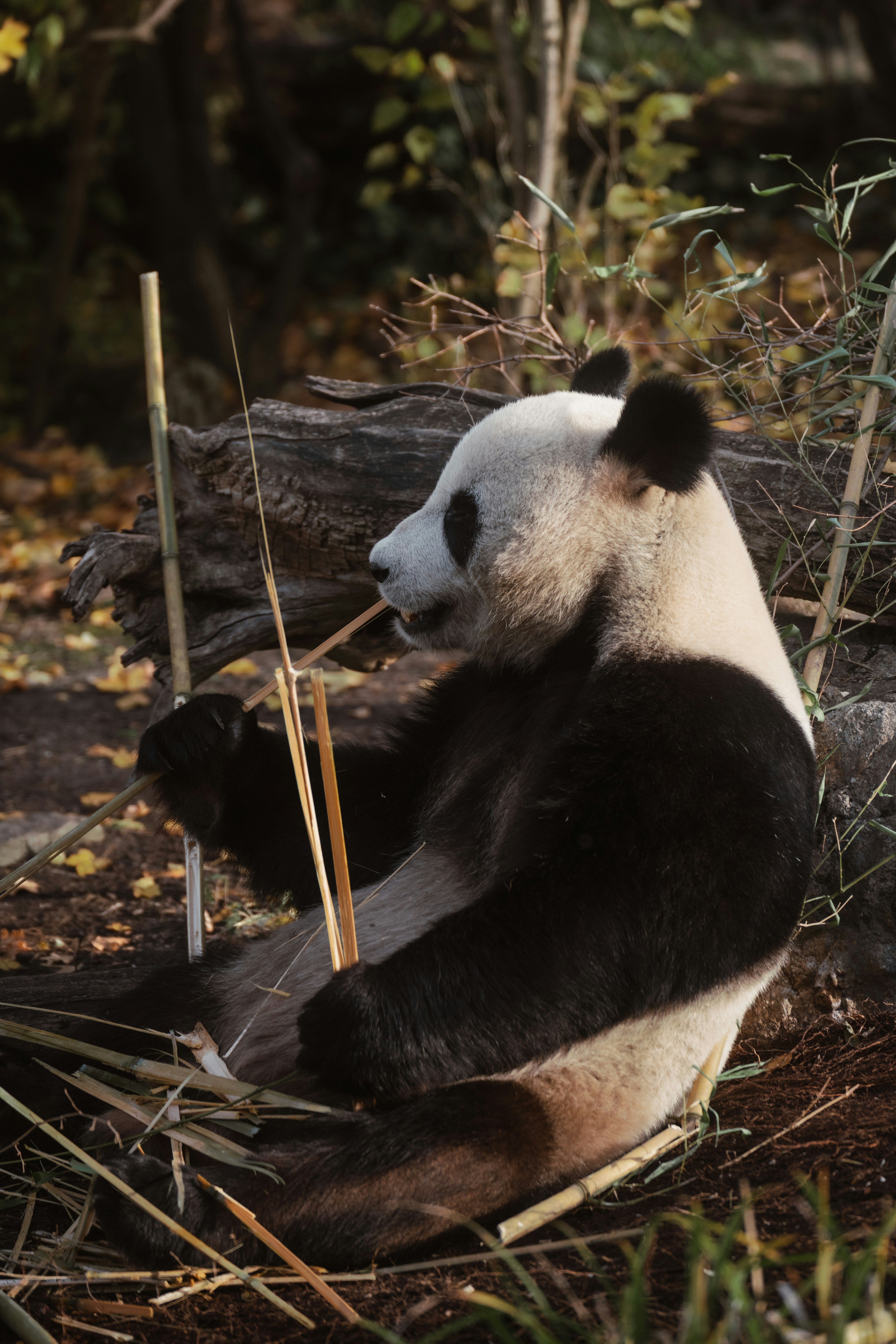 Chinchilla-soft Giant: A Giant Panda Pauses Among Bamboo Stalks