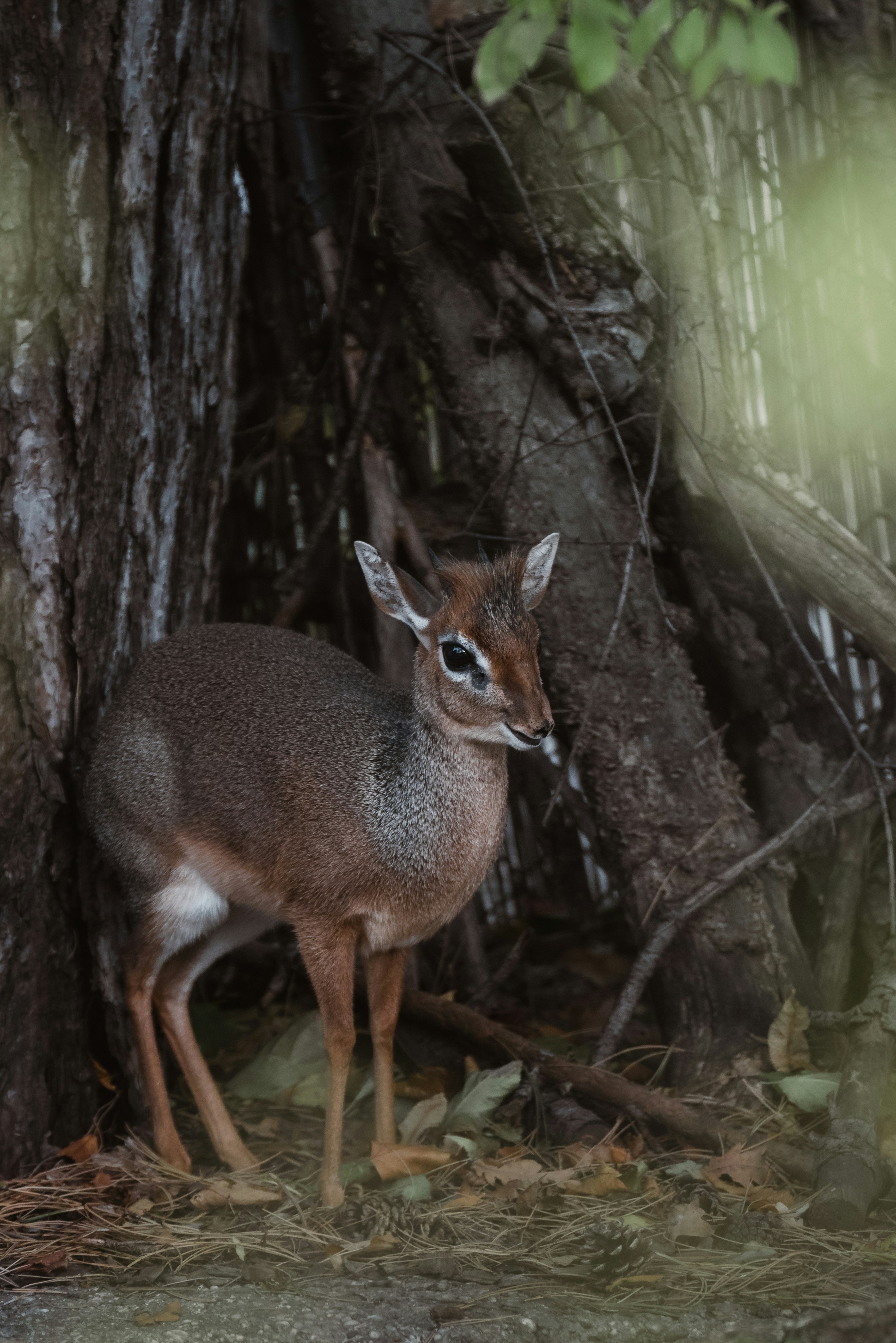 Hidden Forest Fawn: Quiet Step Among Roots