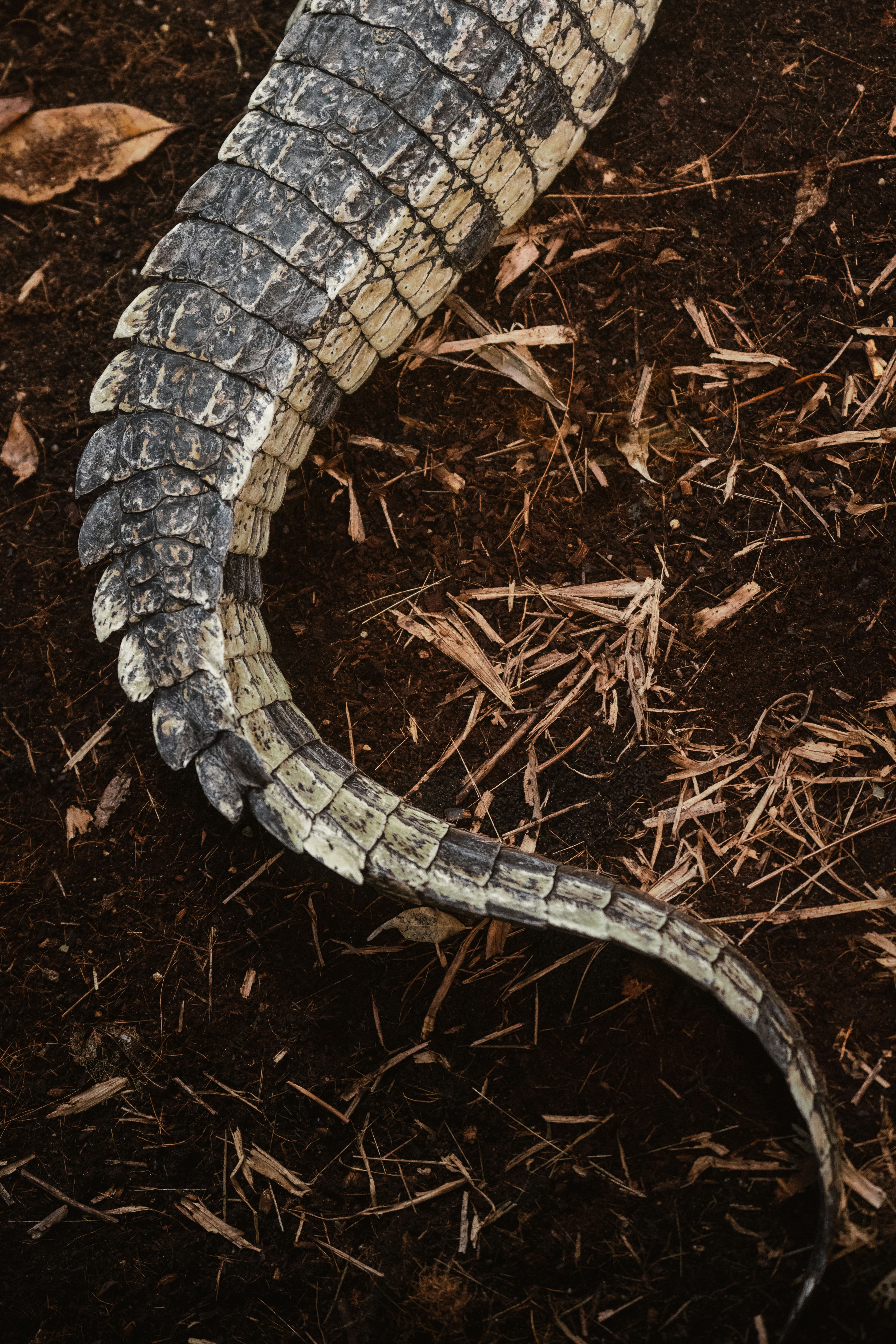 Curved Armor: The Striated Tail of a Monstrous Armored Creature