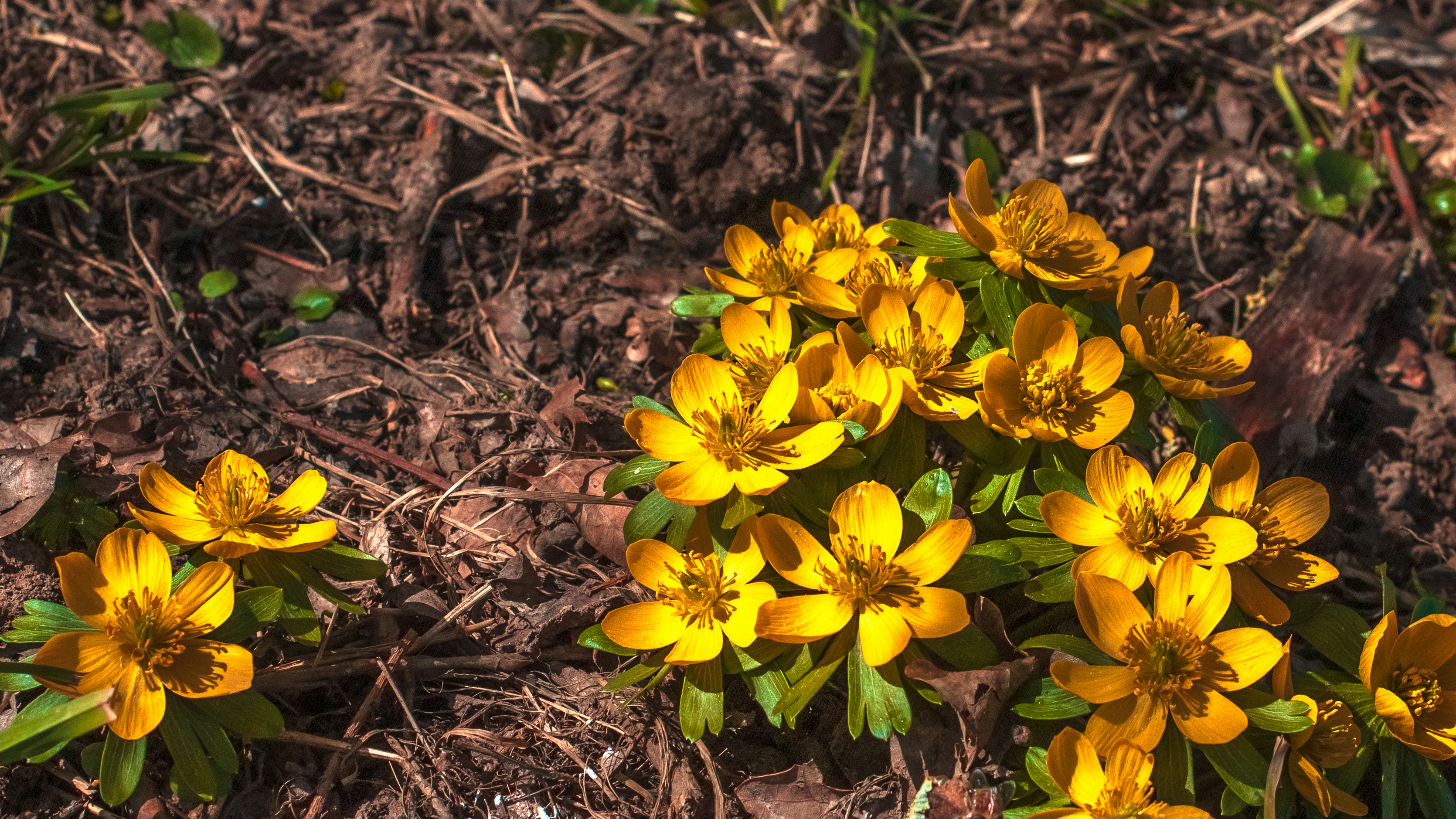 Yellow Florals in Sunlit Bed