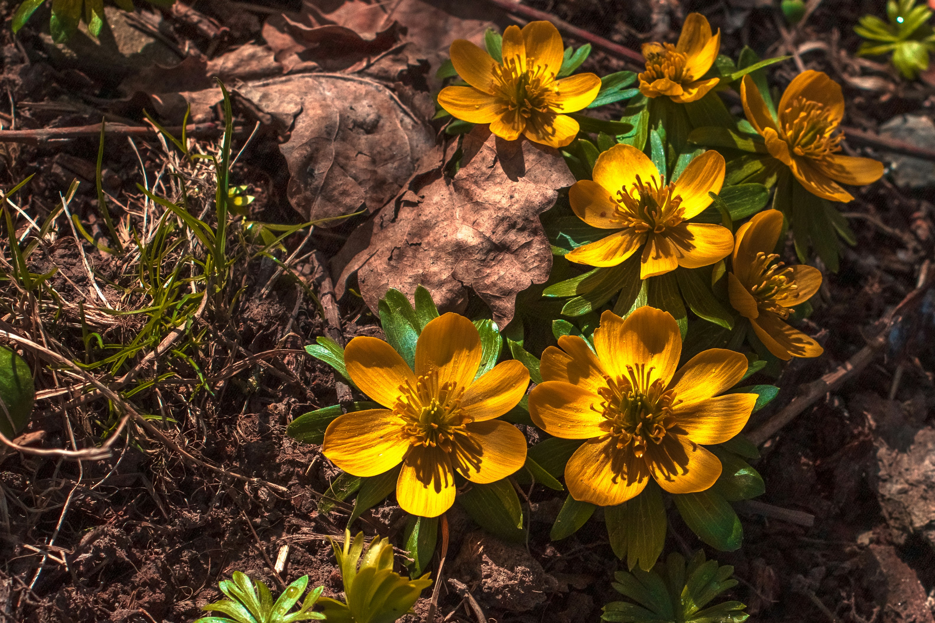 Sunlit Golden Bloomers: A Carpet of Mini Oases