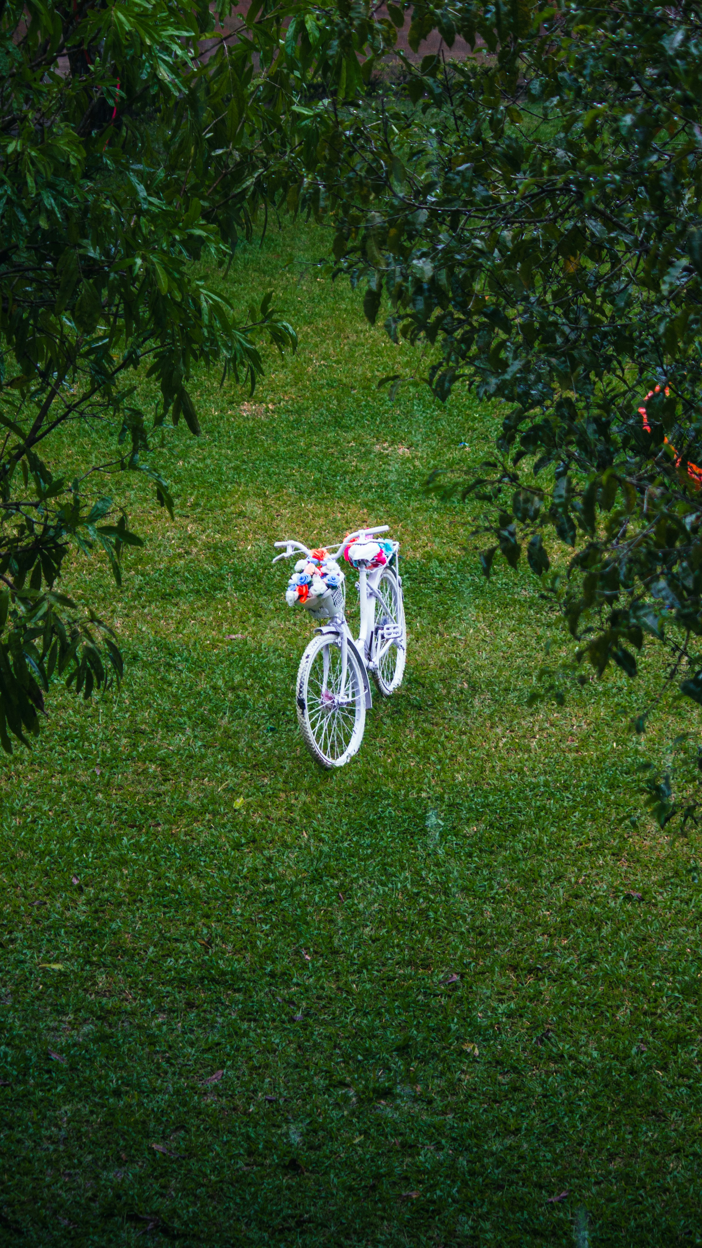 White bicycle under a leafy canopy, awaiting a wedding breeze