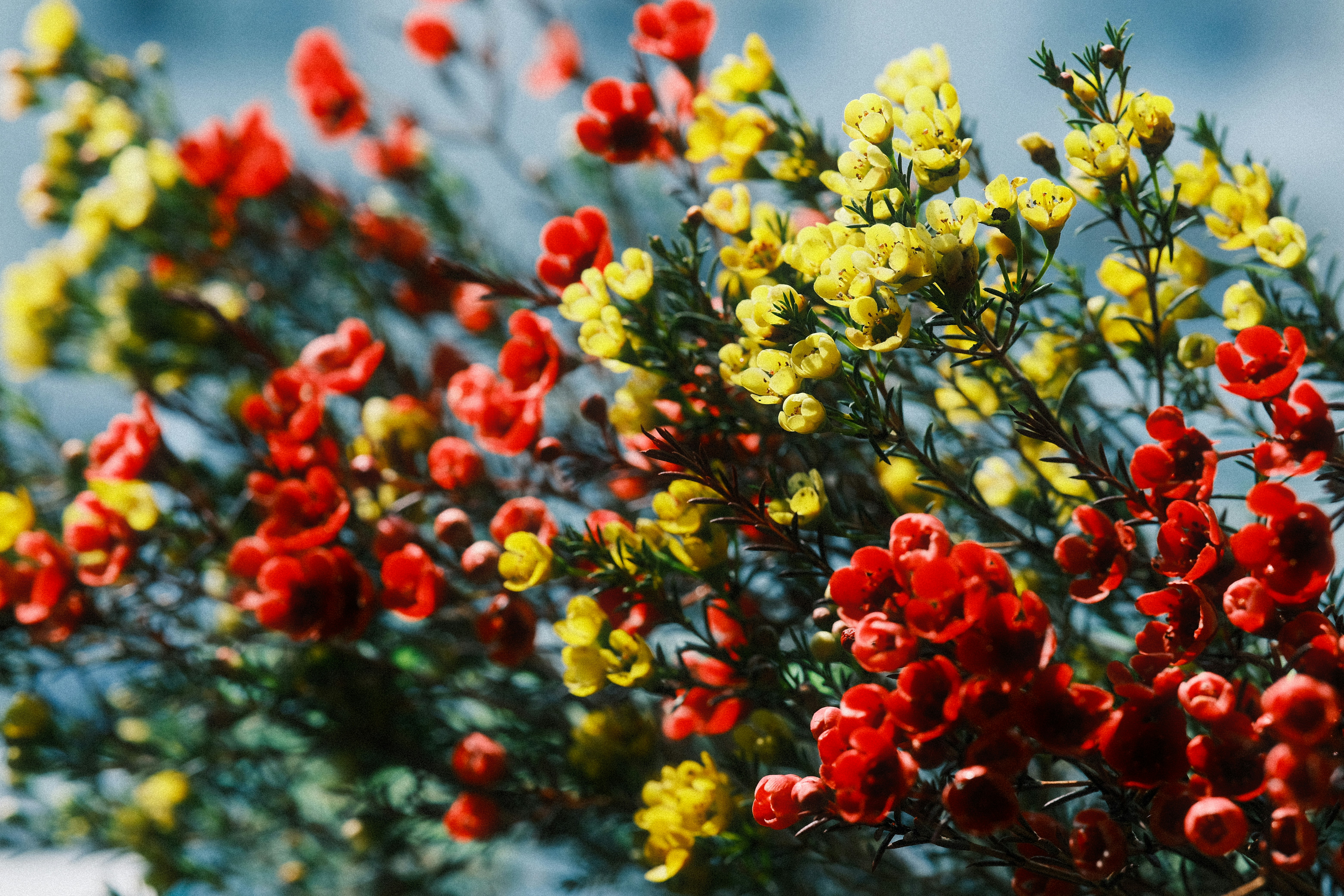 Vibrant Bloom Corridor: Red and Yellow Blossoms in Spring Light