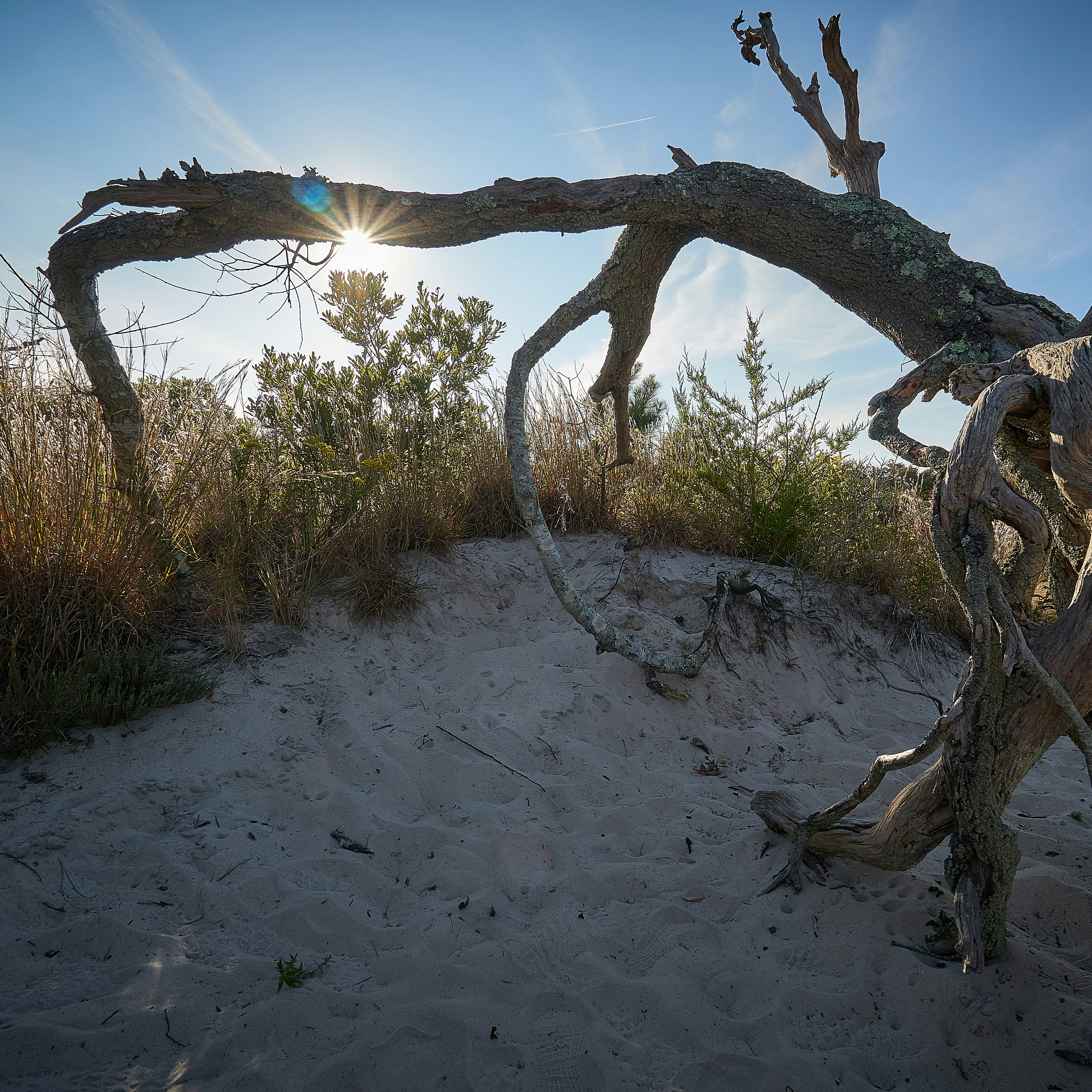 Sunlit Sand and Gnarled Branches: A Desert Archive