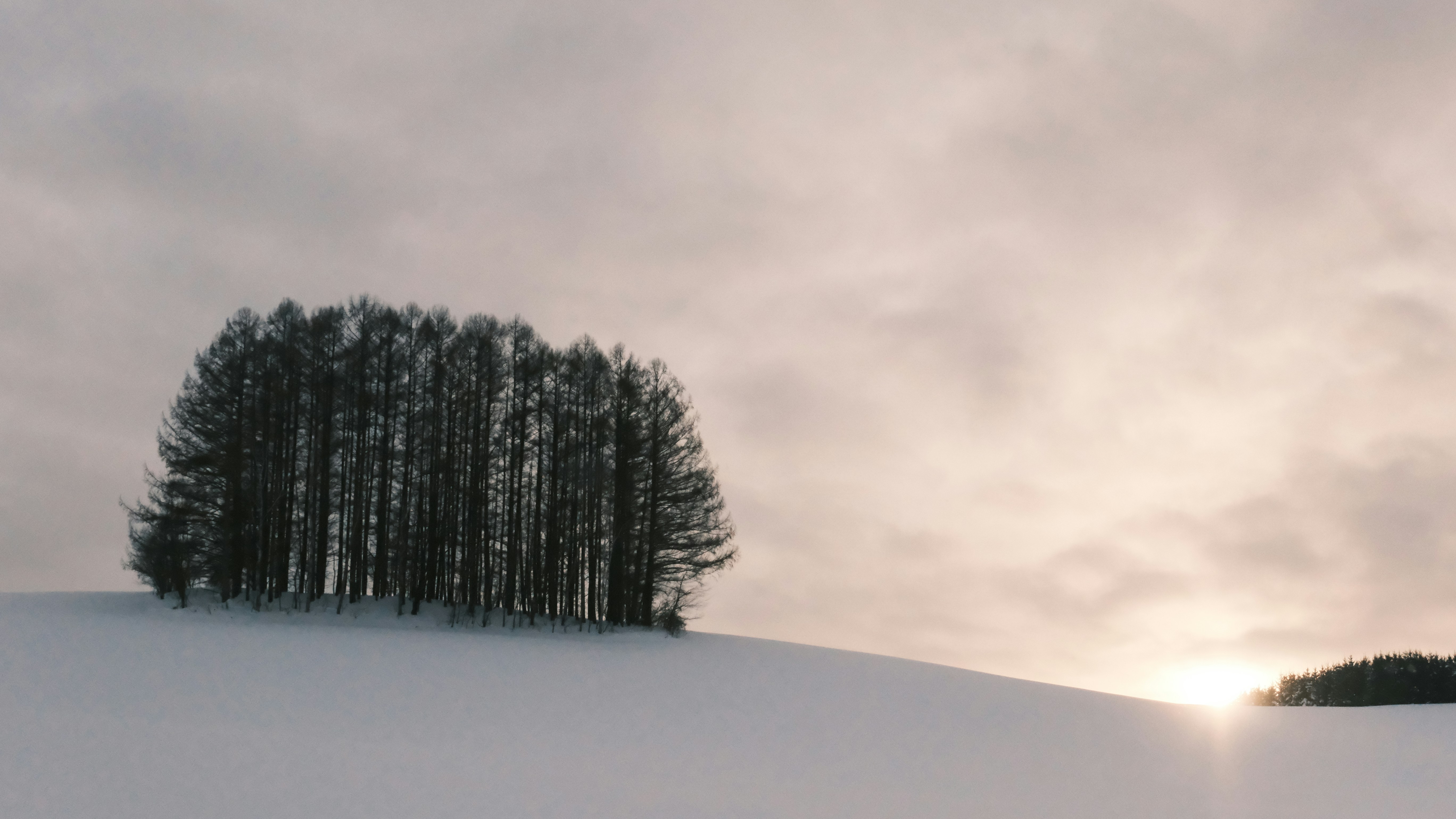 Snow Cloister on the Hill: Silhouetted Pines at Golden Hour