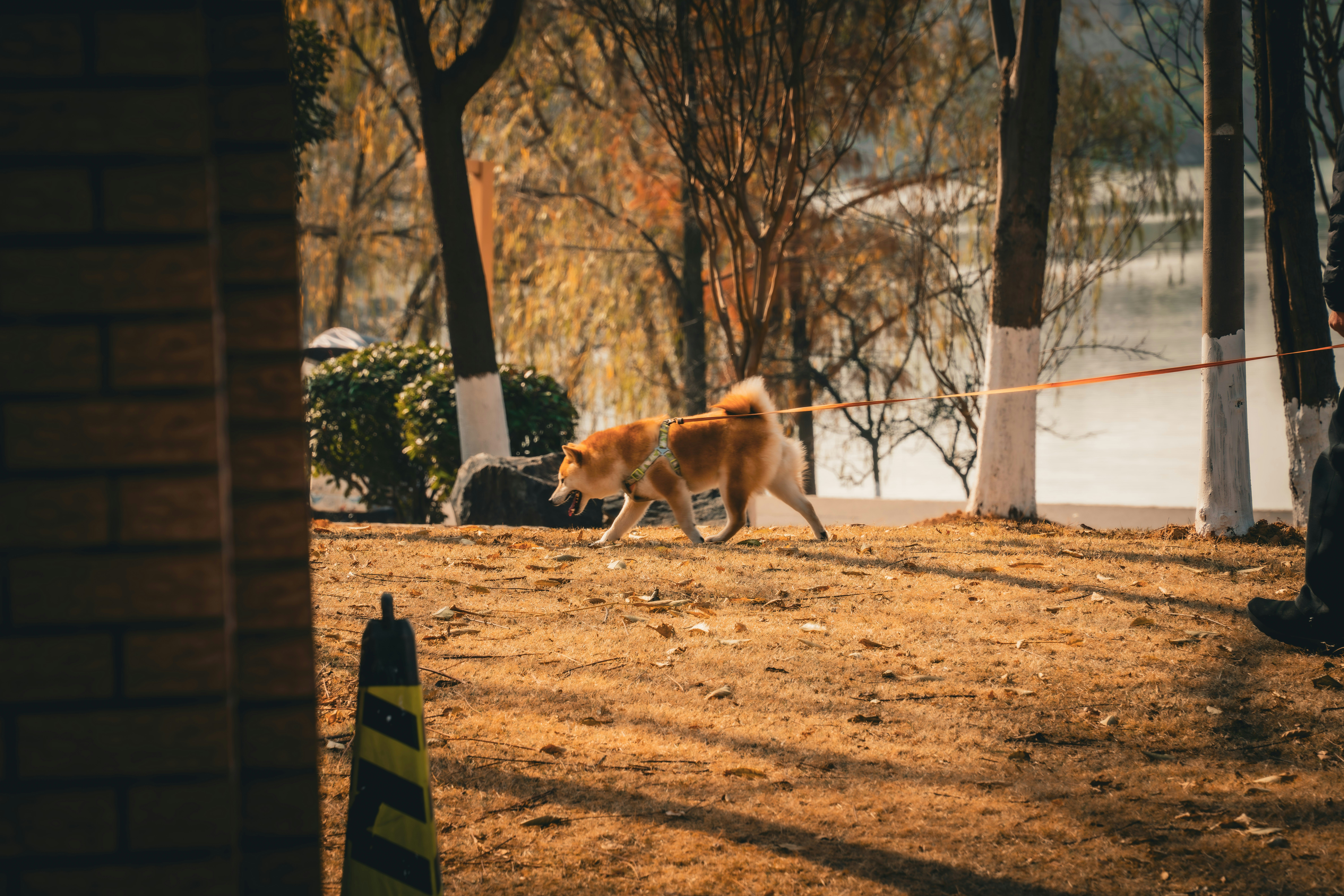 Puppers in the Park: Autumn Ambush
