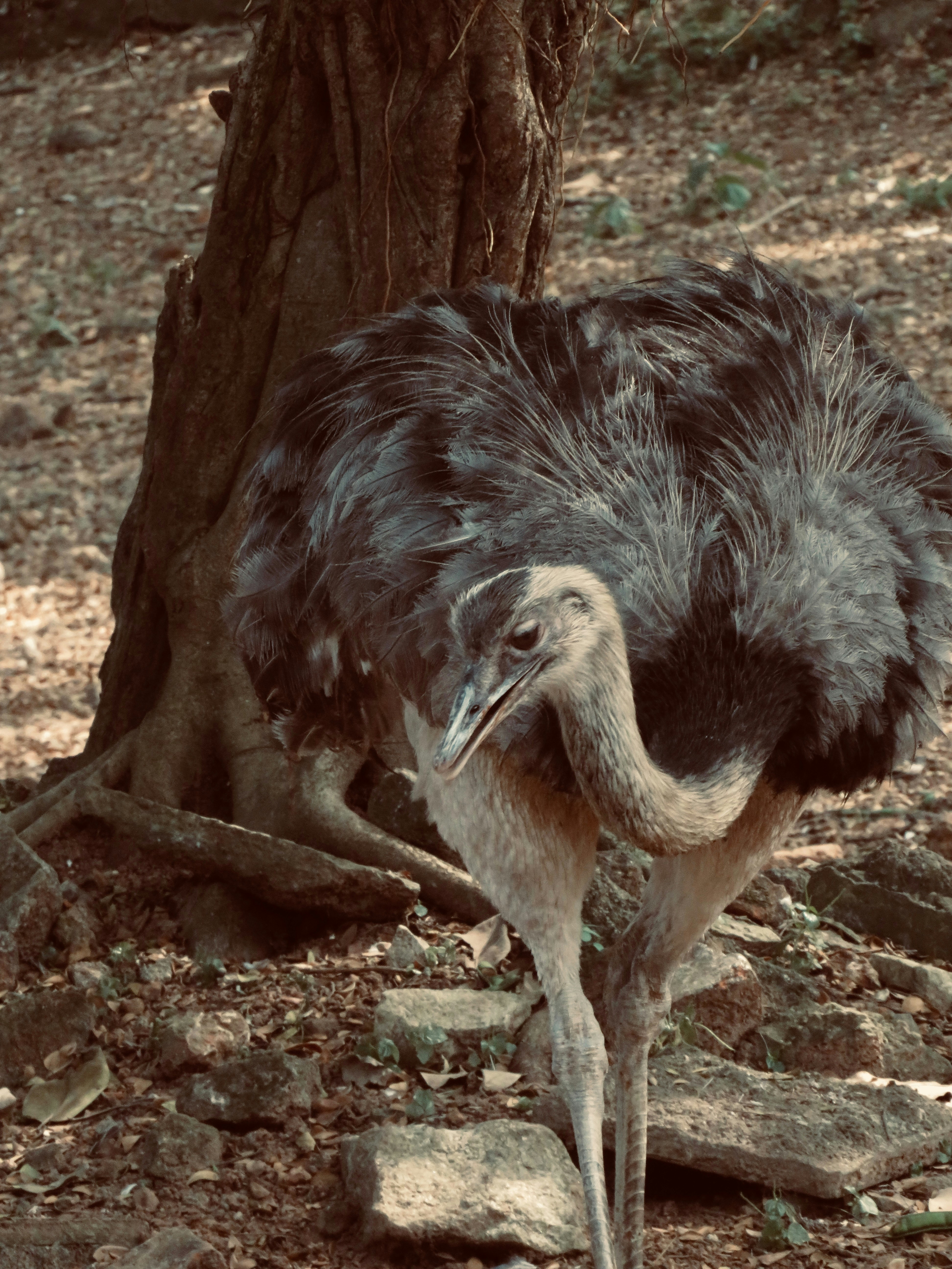 Barefoot in the Dappled Shade: An Emu Chick Stirs the Forest Floor