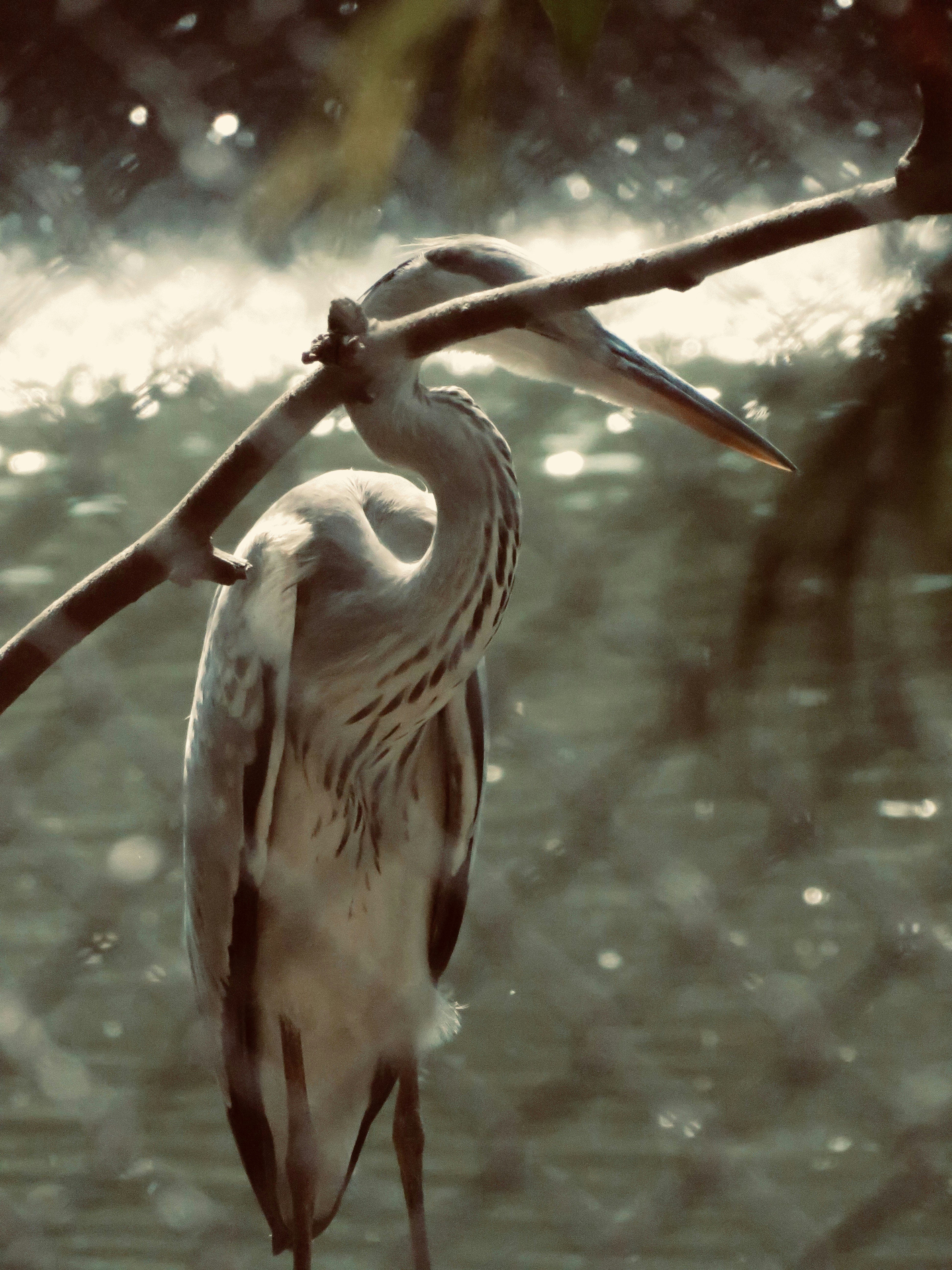 Heron’s Quiet Perch: A Moment of Rest on a Backlit Branch