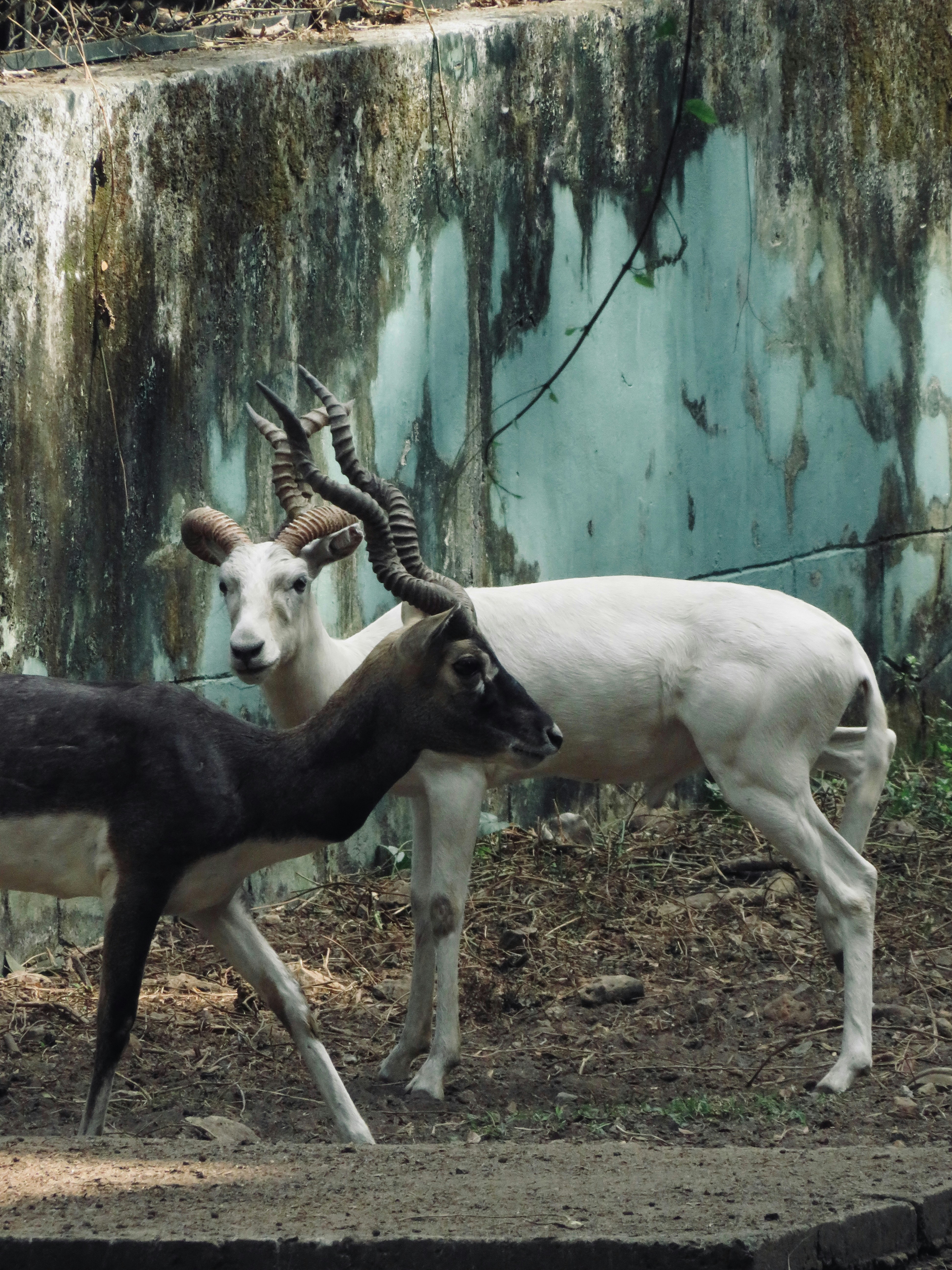 White goat with large curled horns pauses beside a weathered teal barrier
