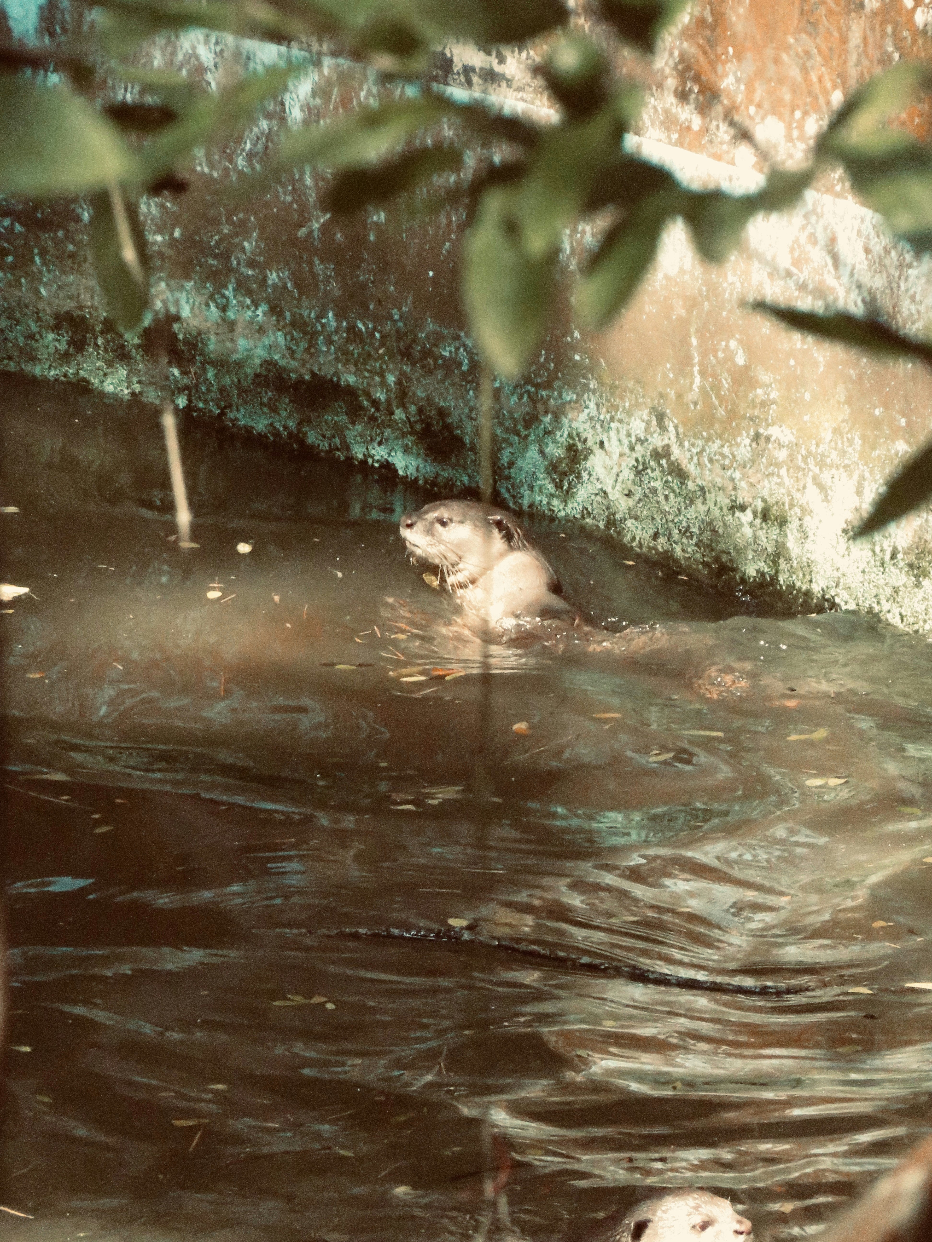  submerged survivor: a lone otter emerges in murky pool beneath overhanging foliage