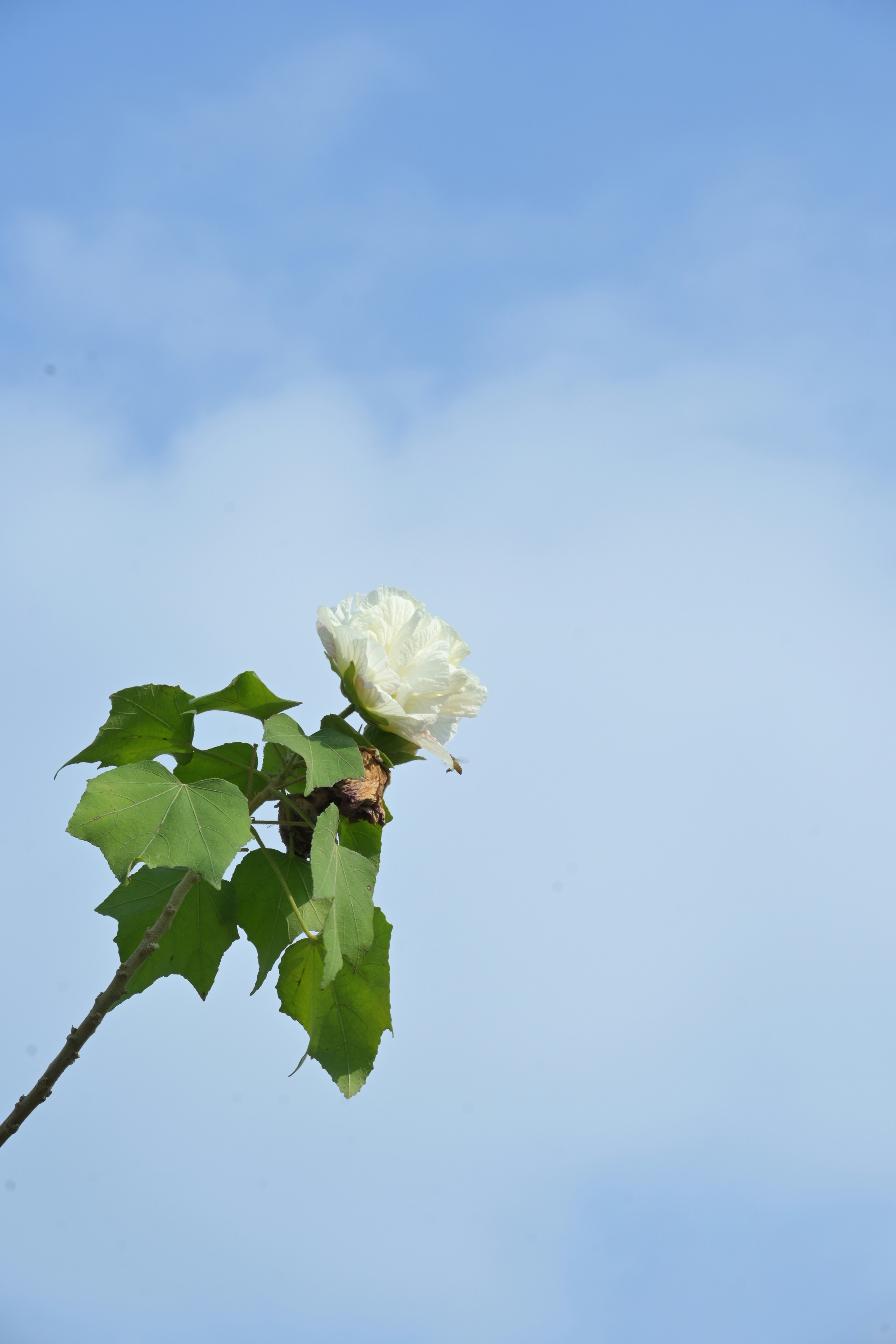 White blossom reaching toward a pale blue sky