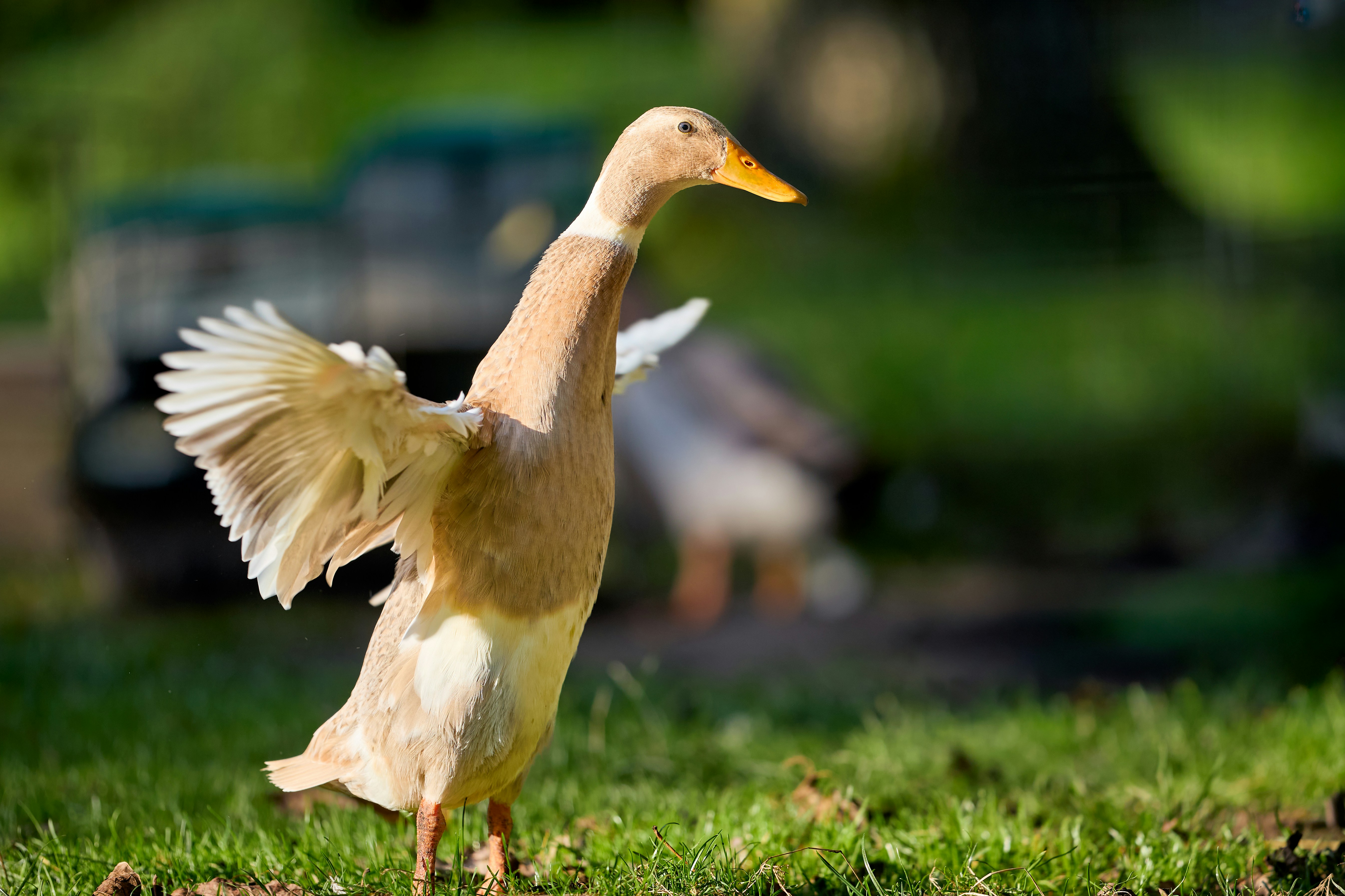 Wing Span in the Park: A Duck Takes a Momentary Stance