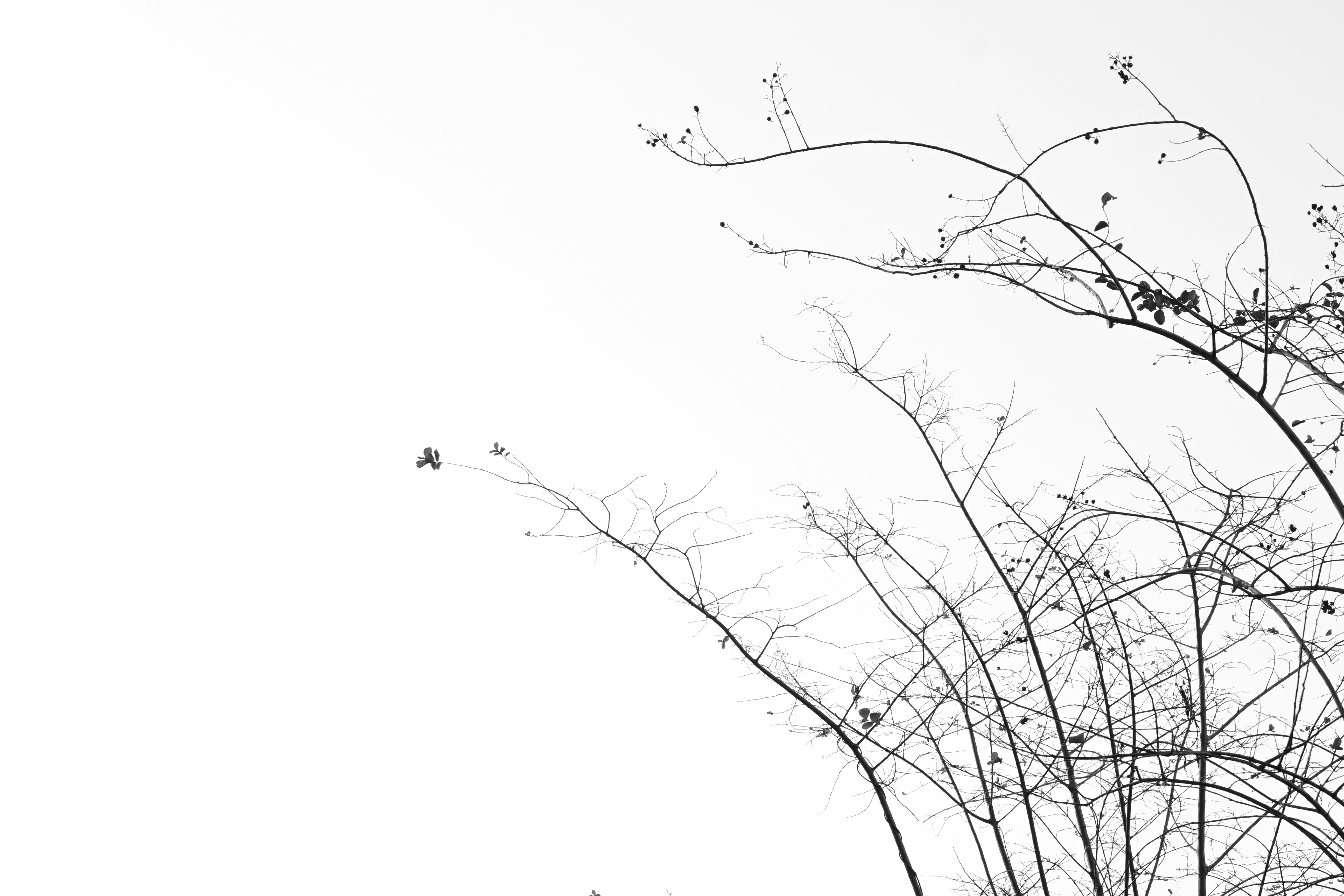 Photo by Xiang Qiu with Nikon Z30