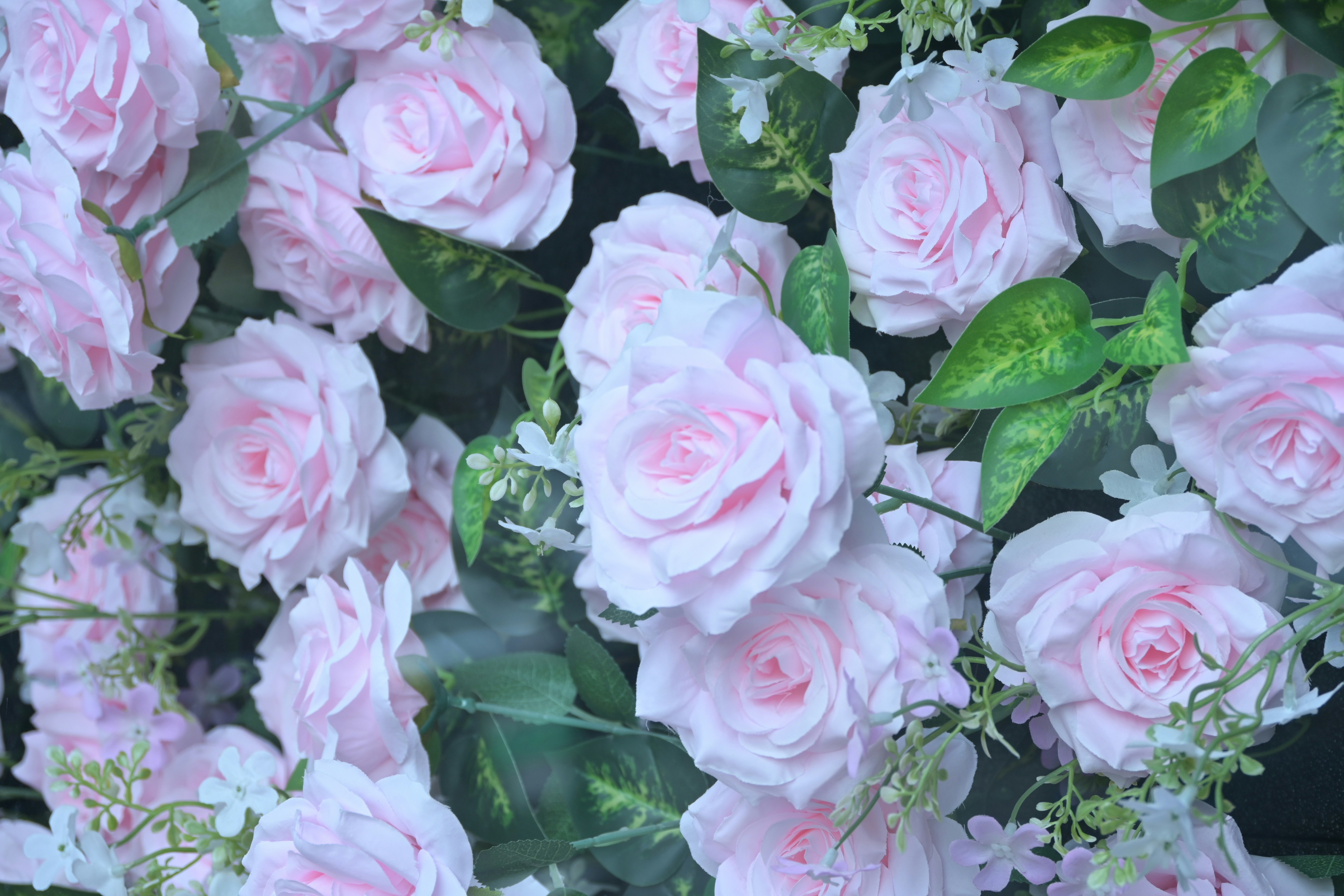 Pastel Rose Mosaic: A Quiet Field of Blush Pink Blooms