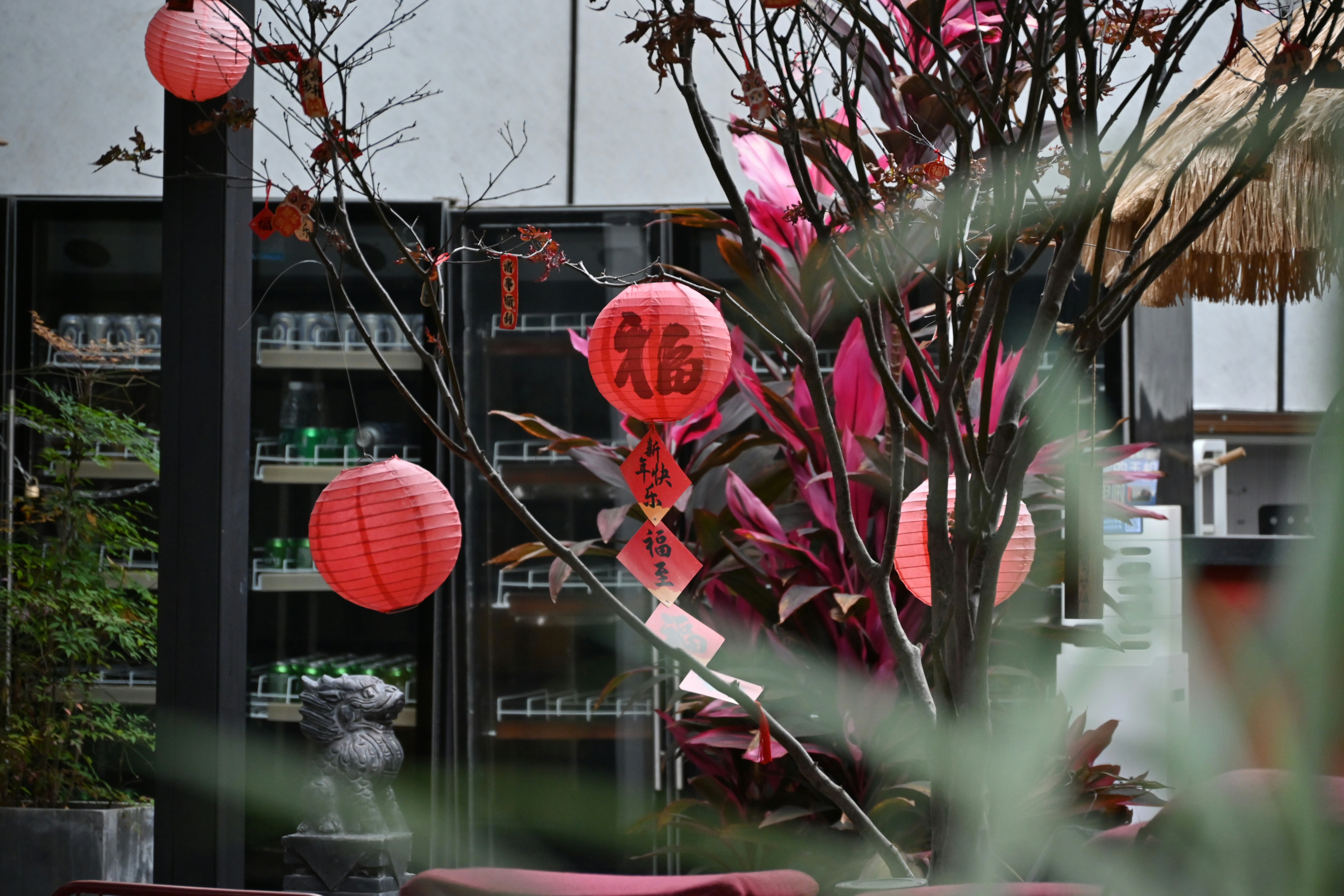 Red Lanterns and Plum Blossoms: A Quiet Shrine in Bloom
