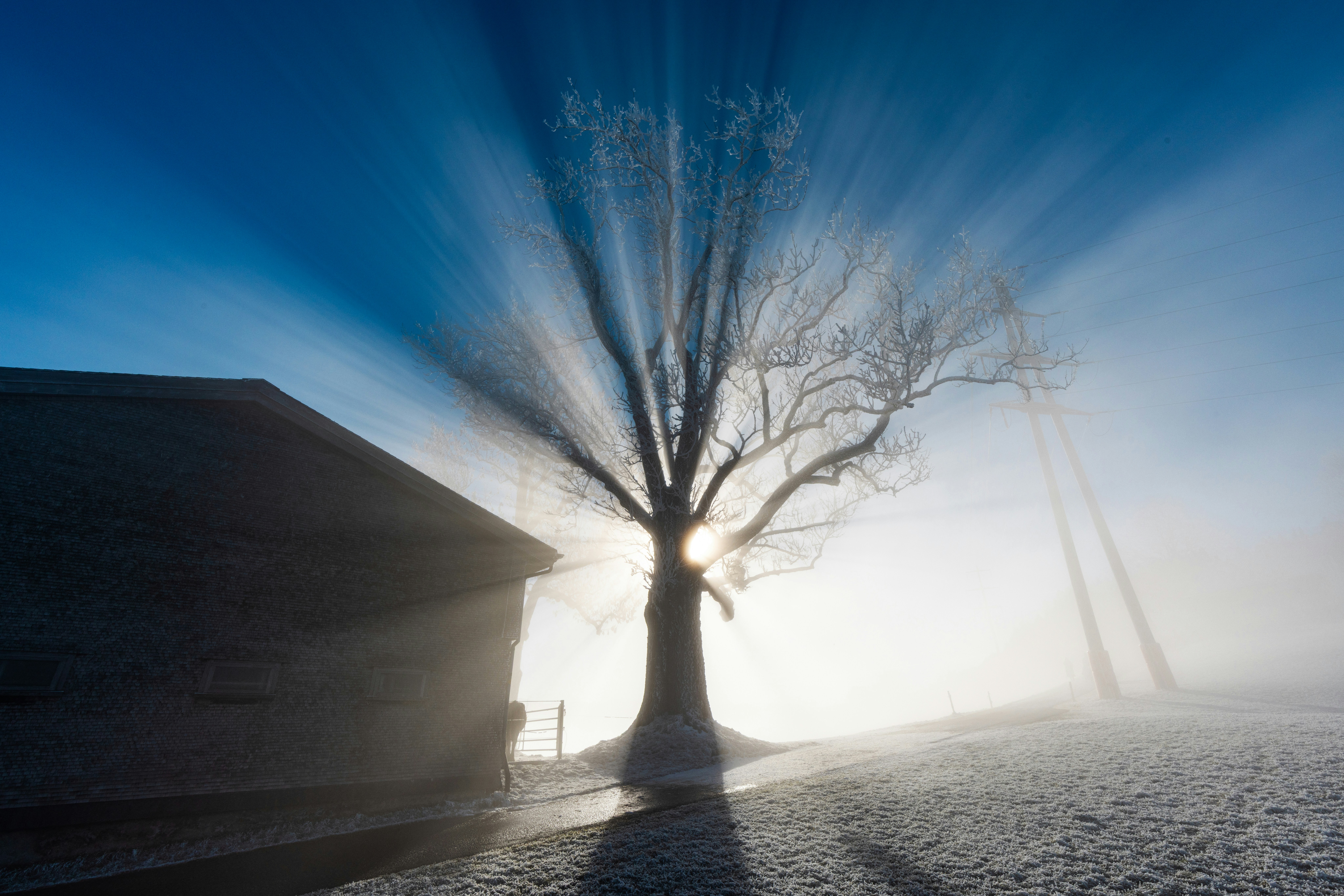 Sunlit Winter Tree Framed by Shadow and Ice