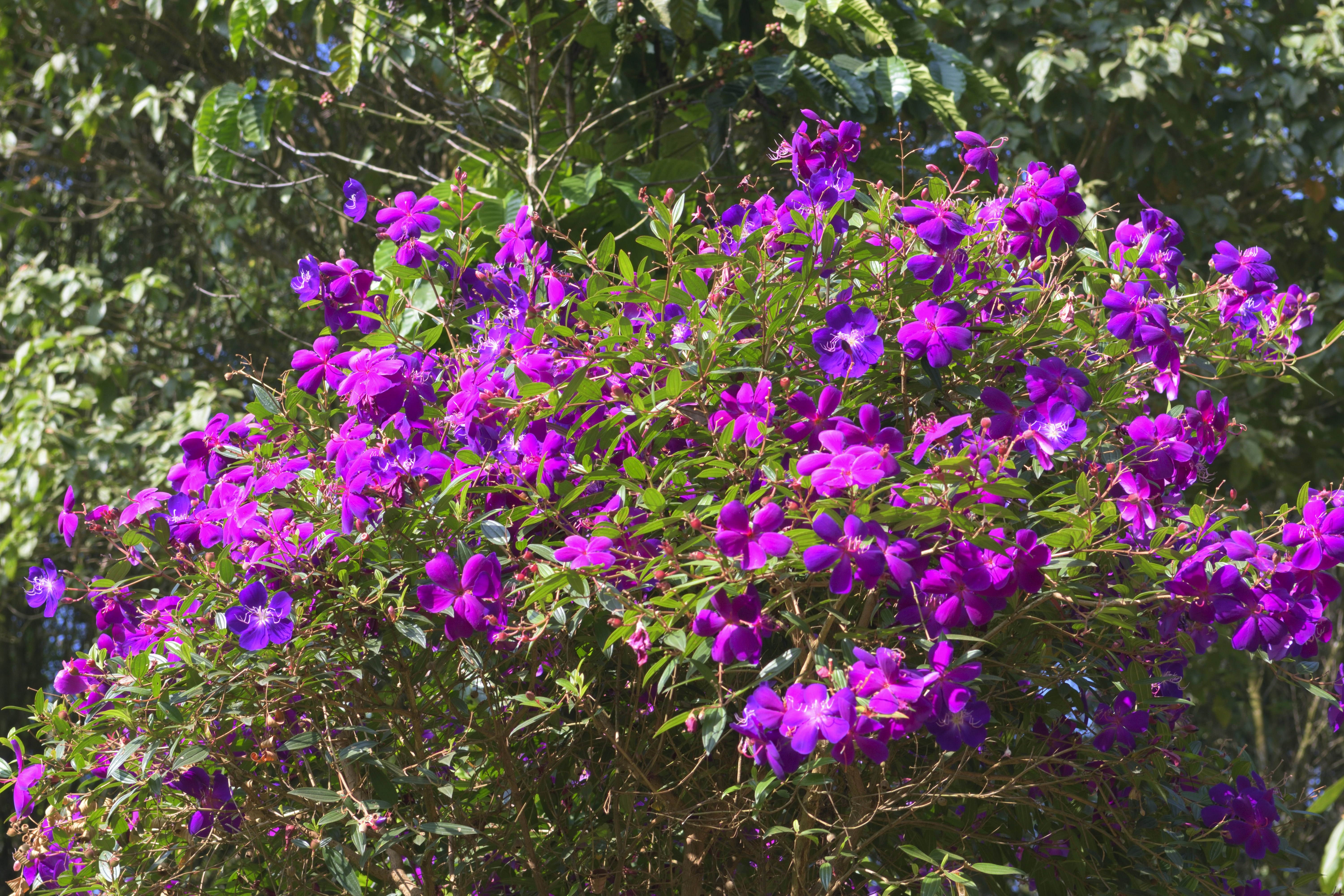 Vivid Bougainvillea Burst Across a Sunlit Garden