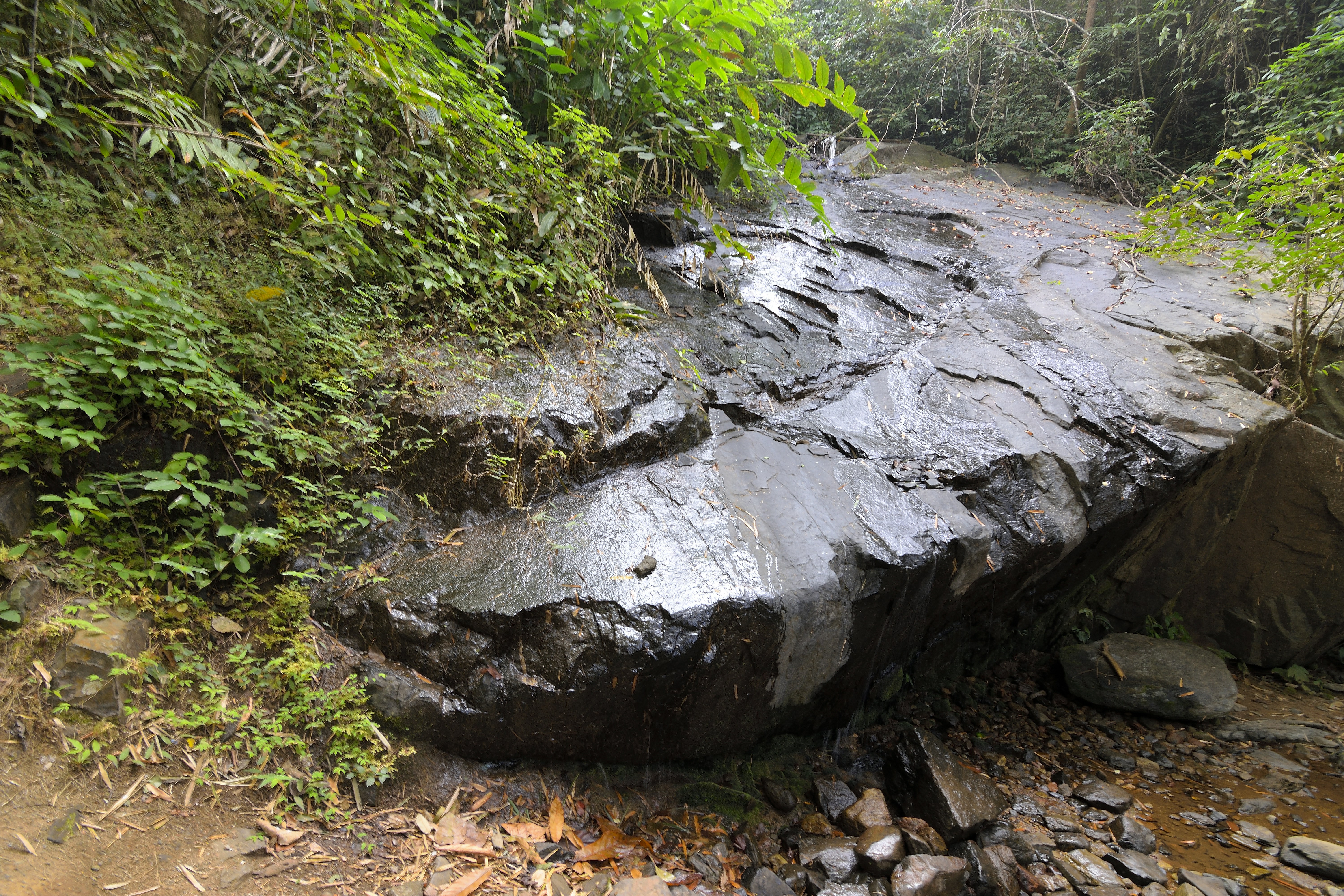 Polluted stillness: a slick rock ledge dividing forest stream