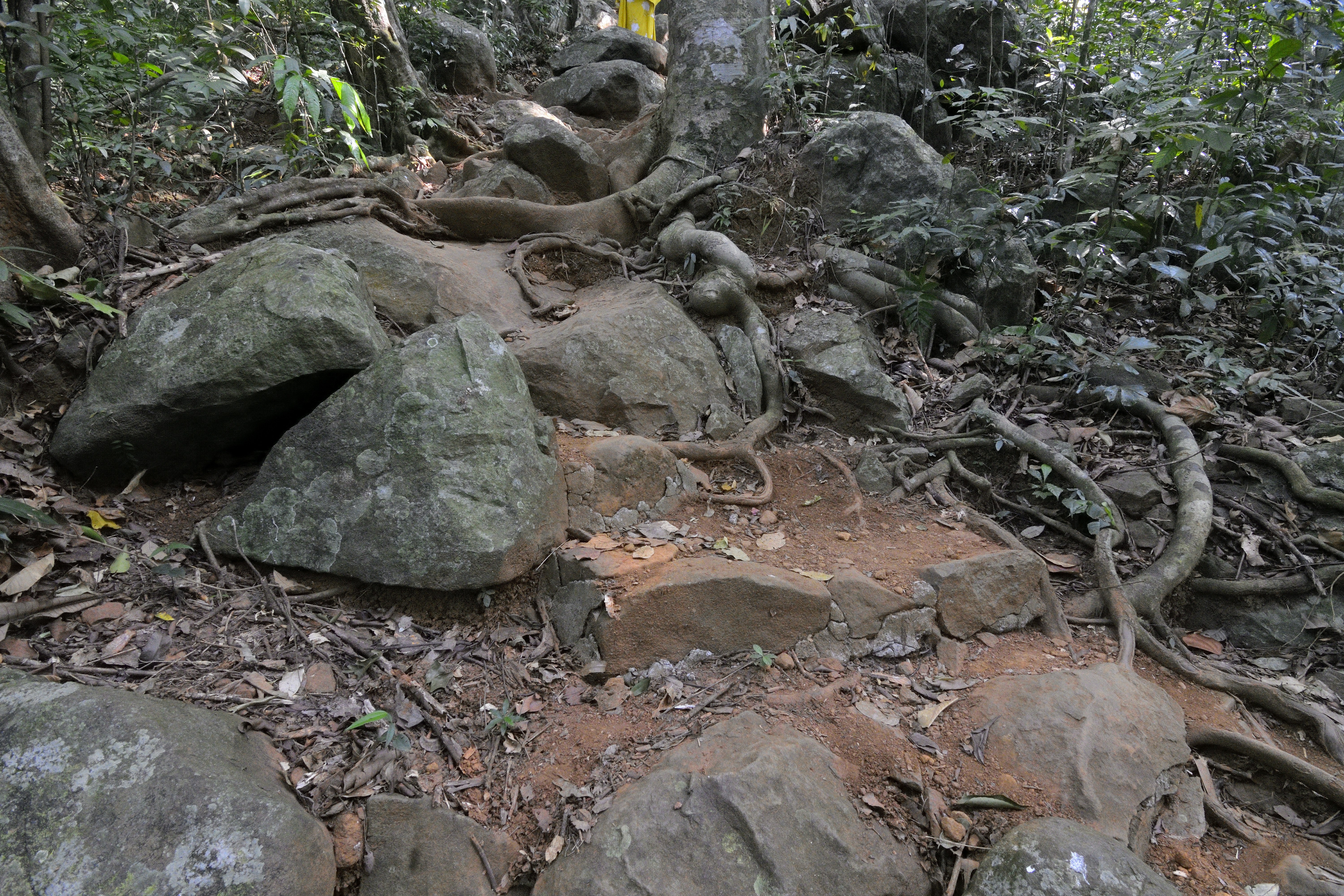 Rooted Passage: A rocky forest stair with gnarled roots
