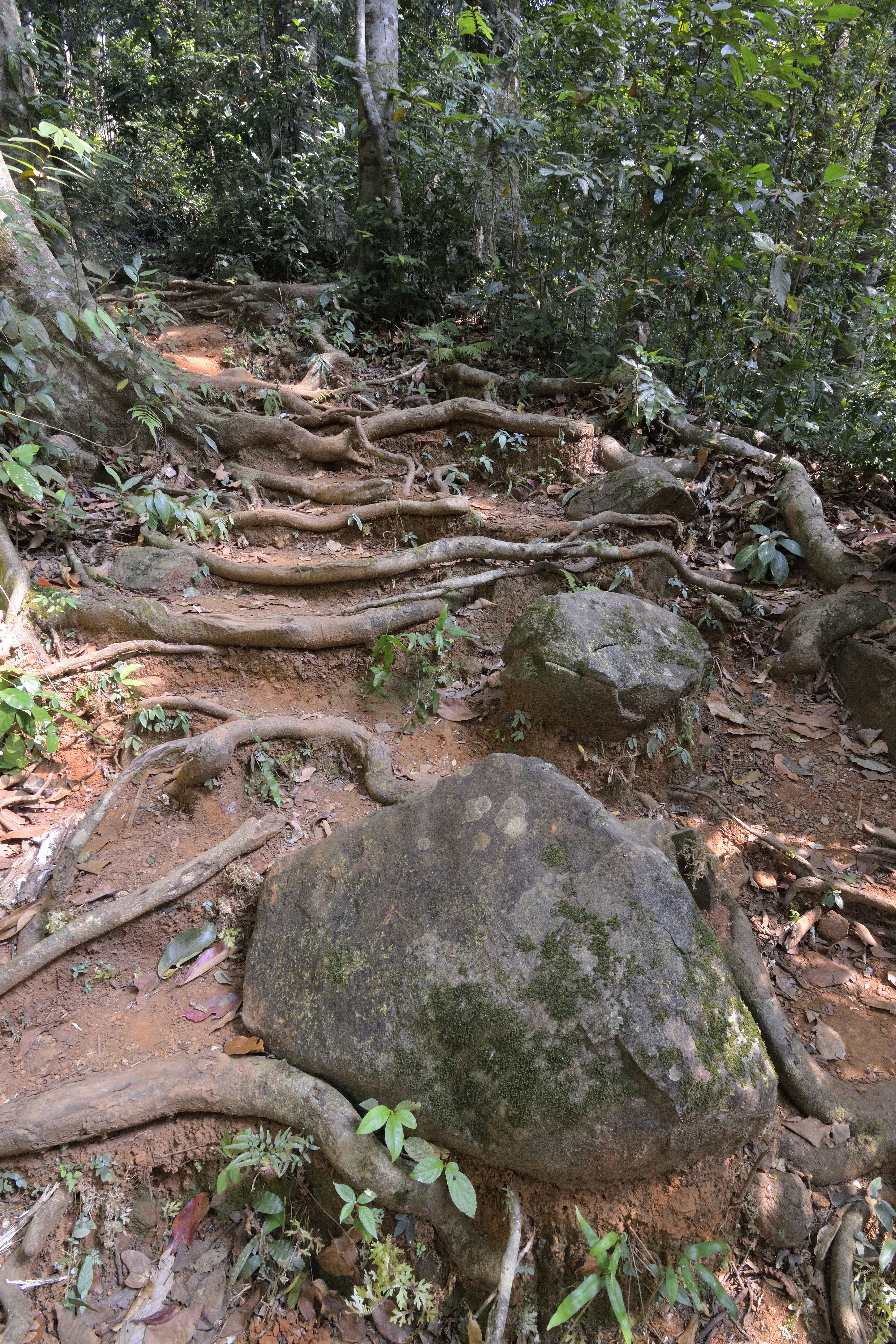 Rooted Stairway: Nature’s Steps Winding Through the Forest