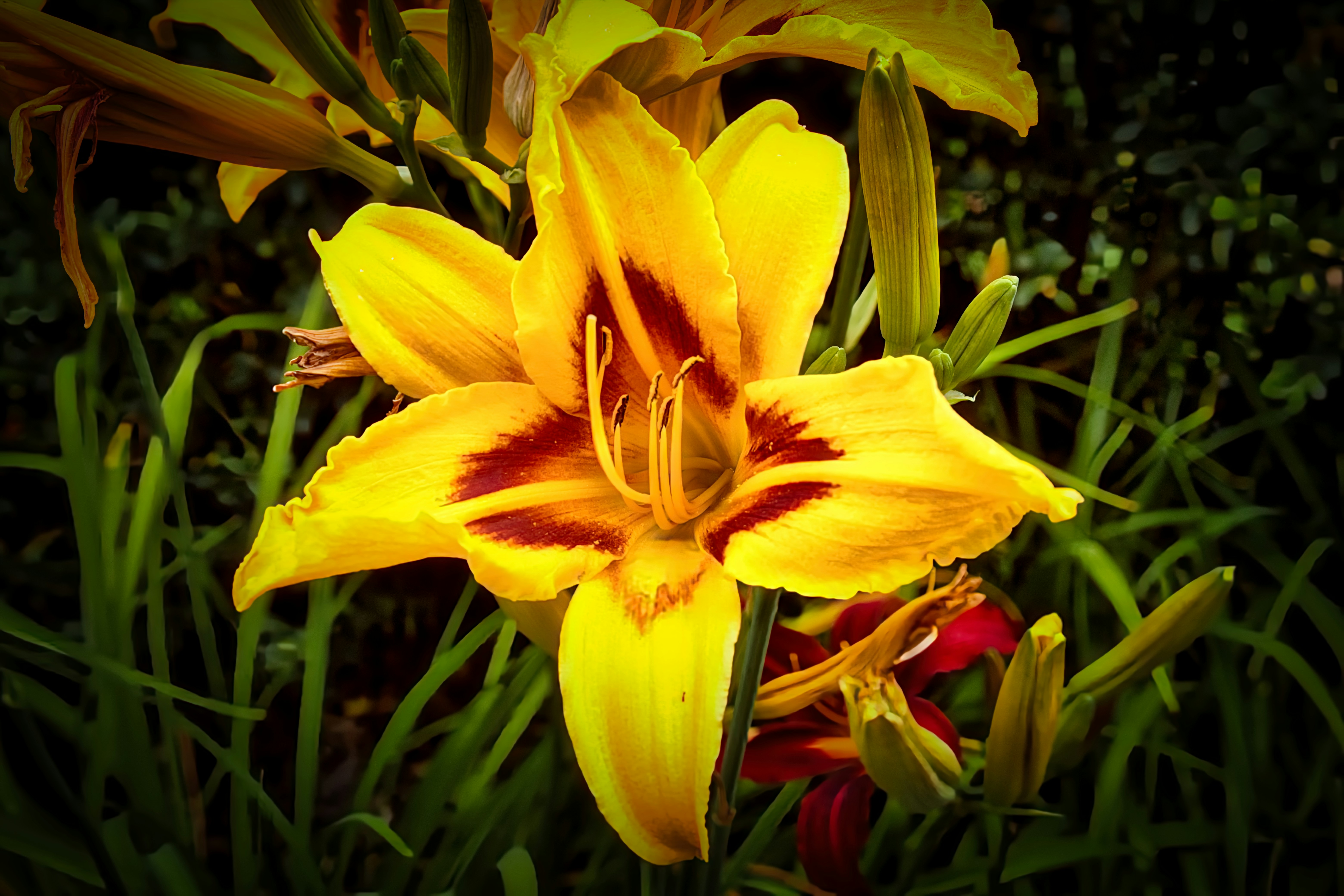Golden blaze: a vivid daylily center in full bloom