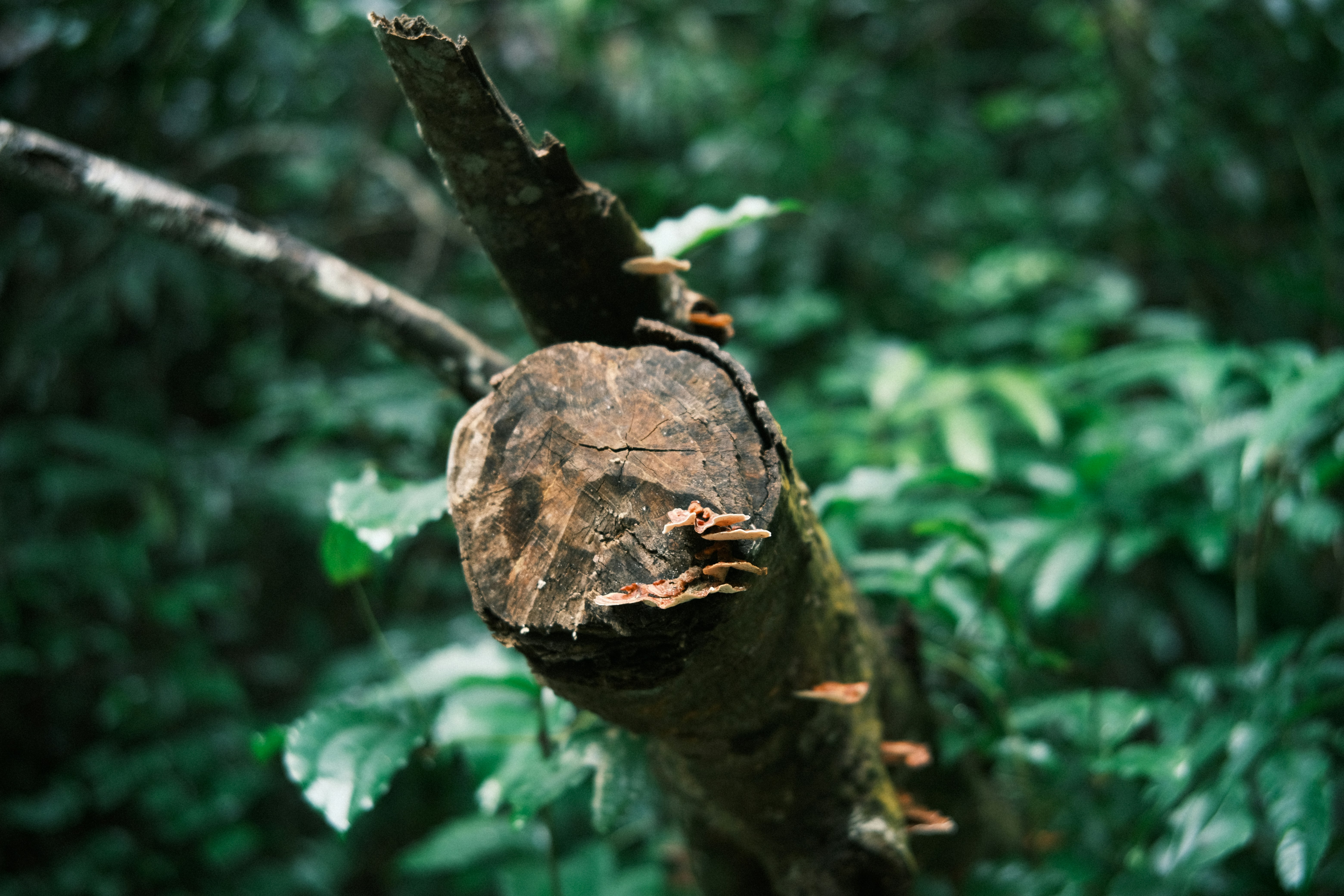 Fungi Terrace on a Branch: A Stump Reclaims the Forest Path
