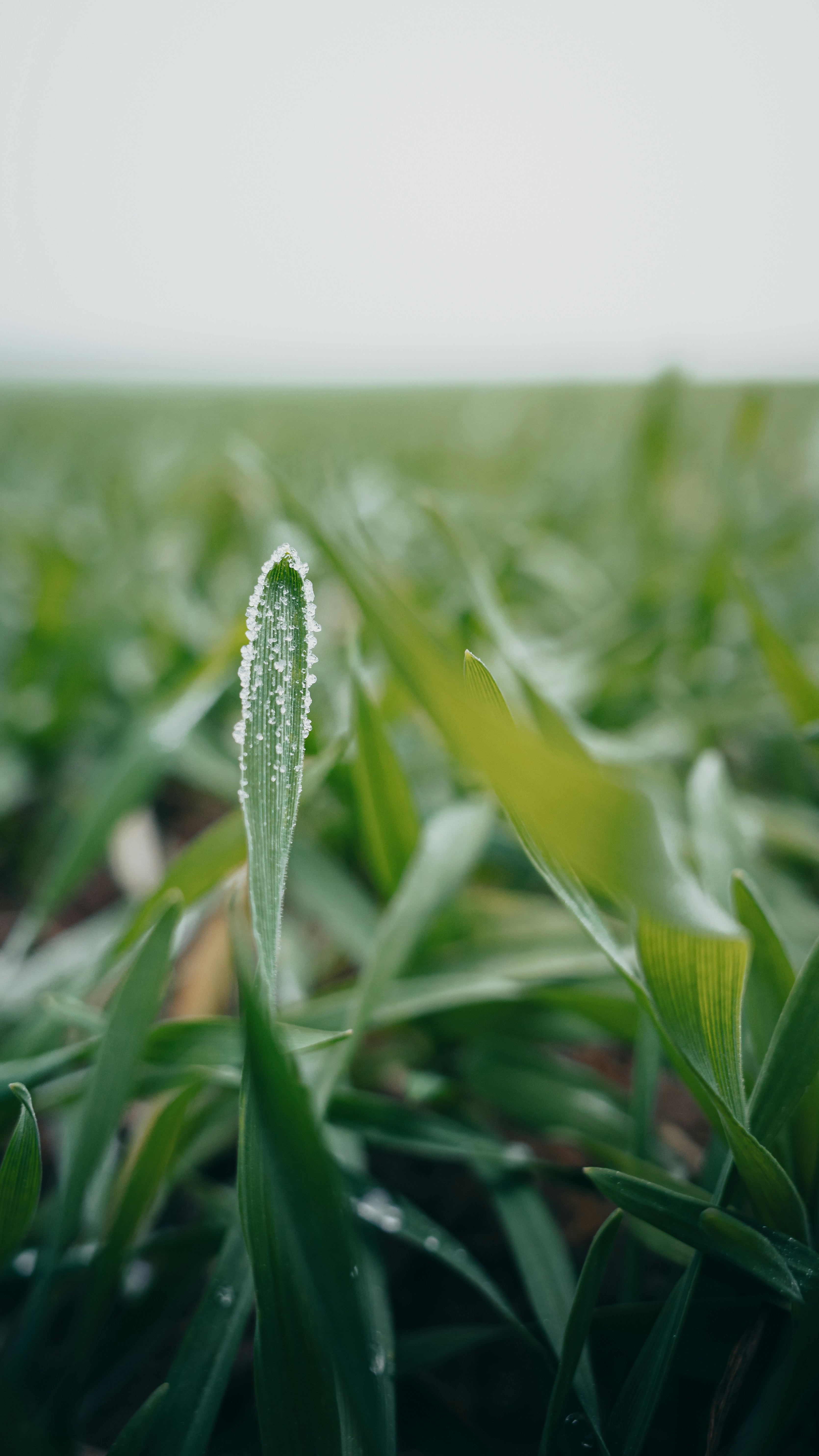 Dew-kissed Grass Crown: A Close-Up of Morning Inception