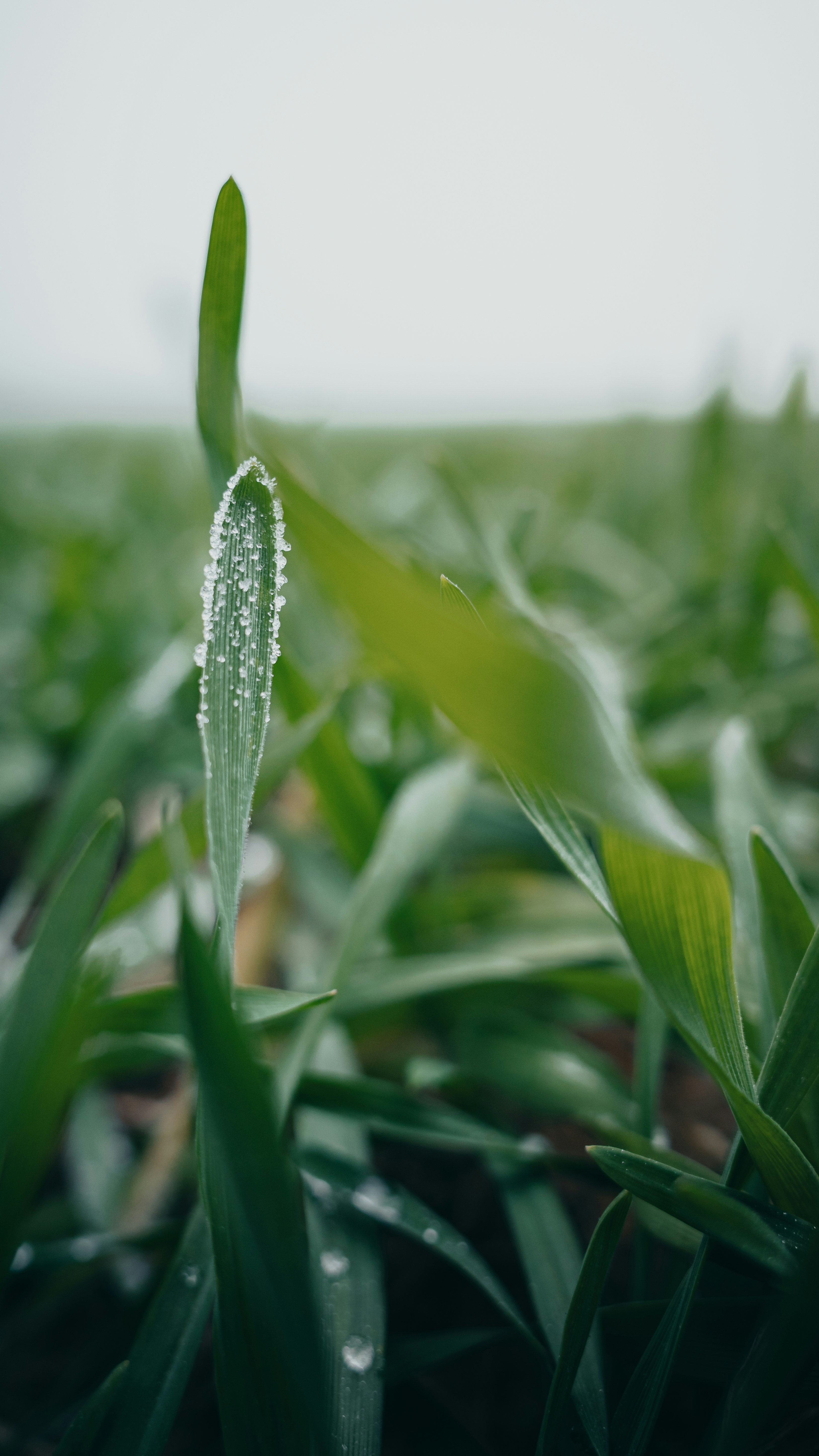 Frosted Spike: a close-up of a dew-kissed grass flower
