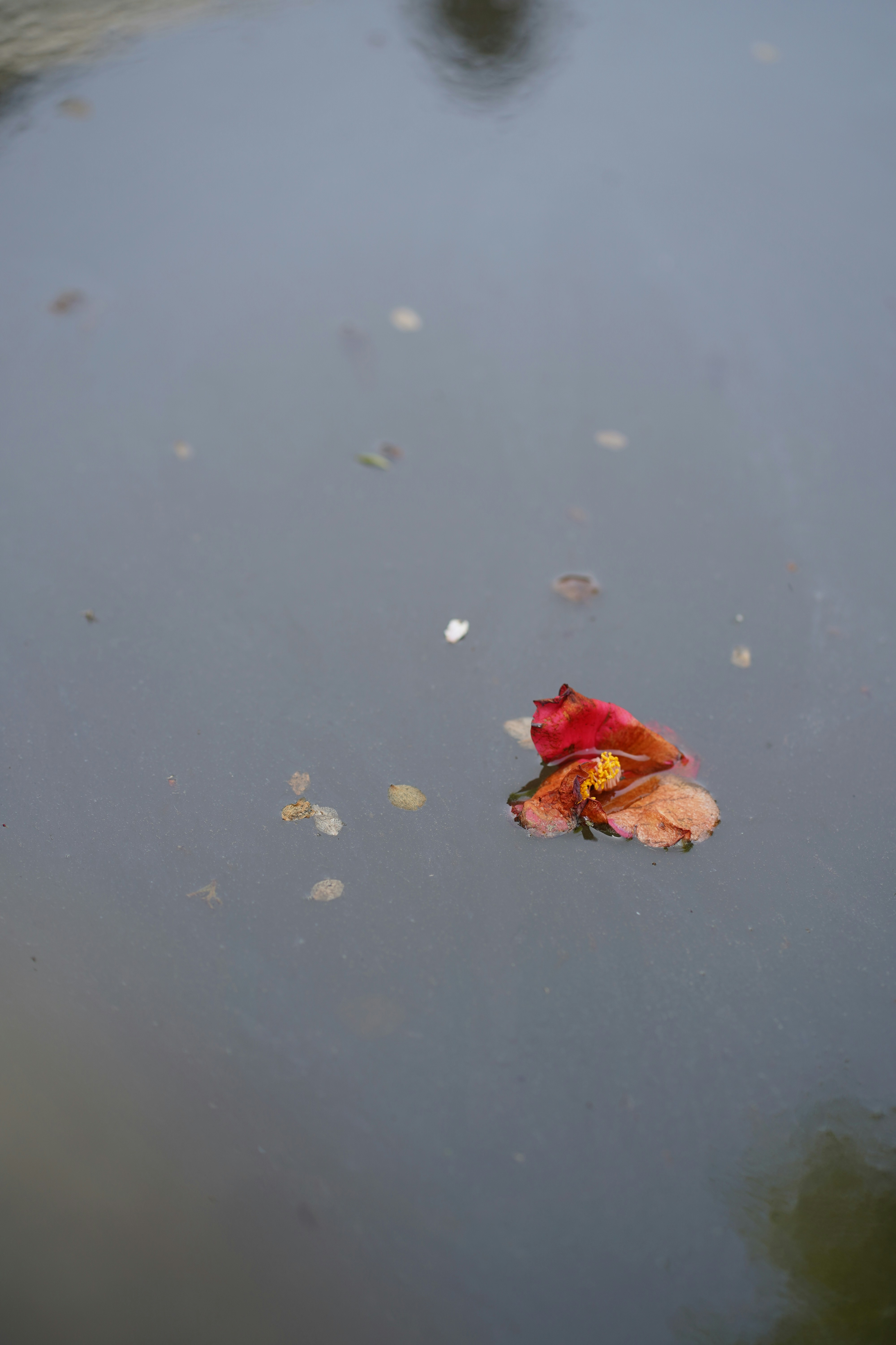 Floating Red Petal in Quiet Pond