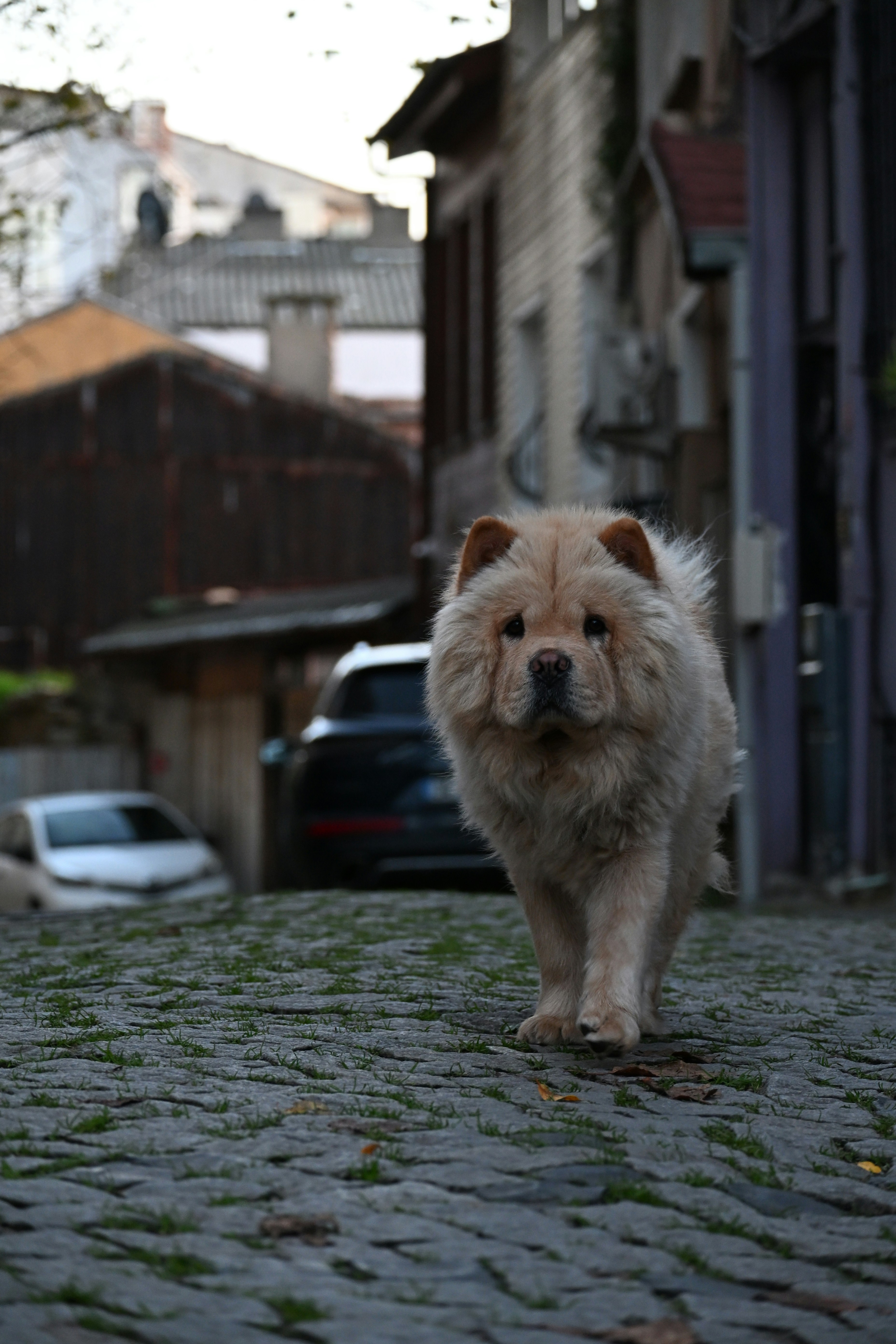 Photo by Halil Celik with Nikon Z50 II