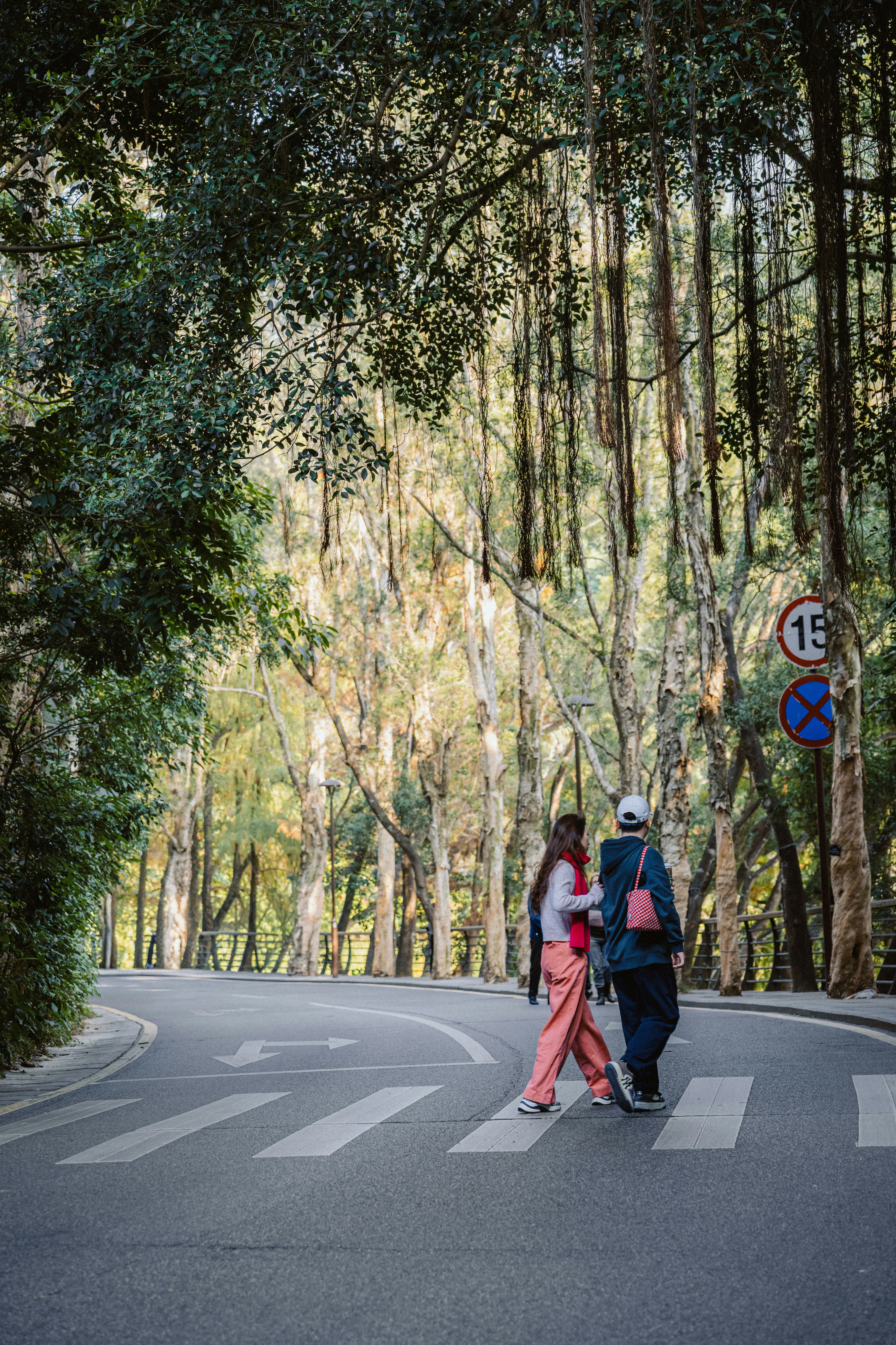Crossing the Quiet Avenue: A Wardrobe of Colors Between Trees