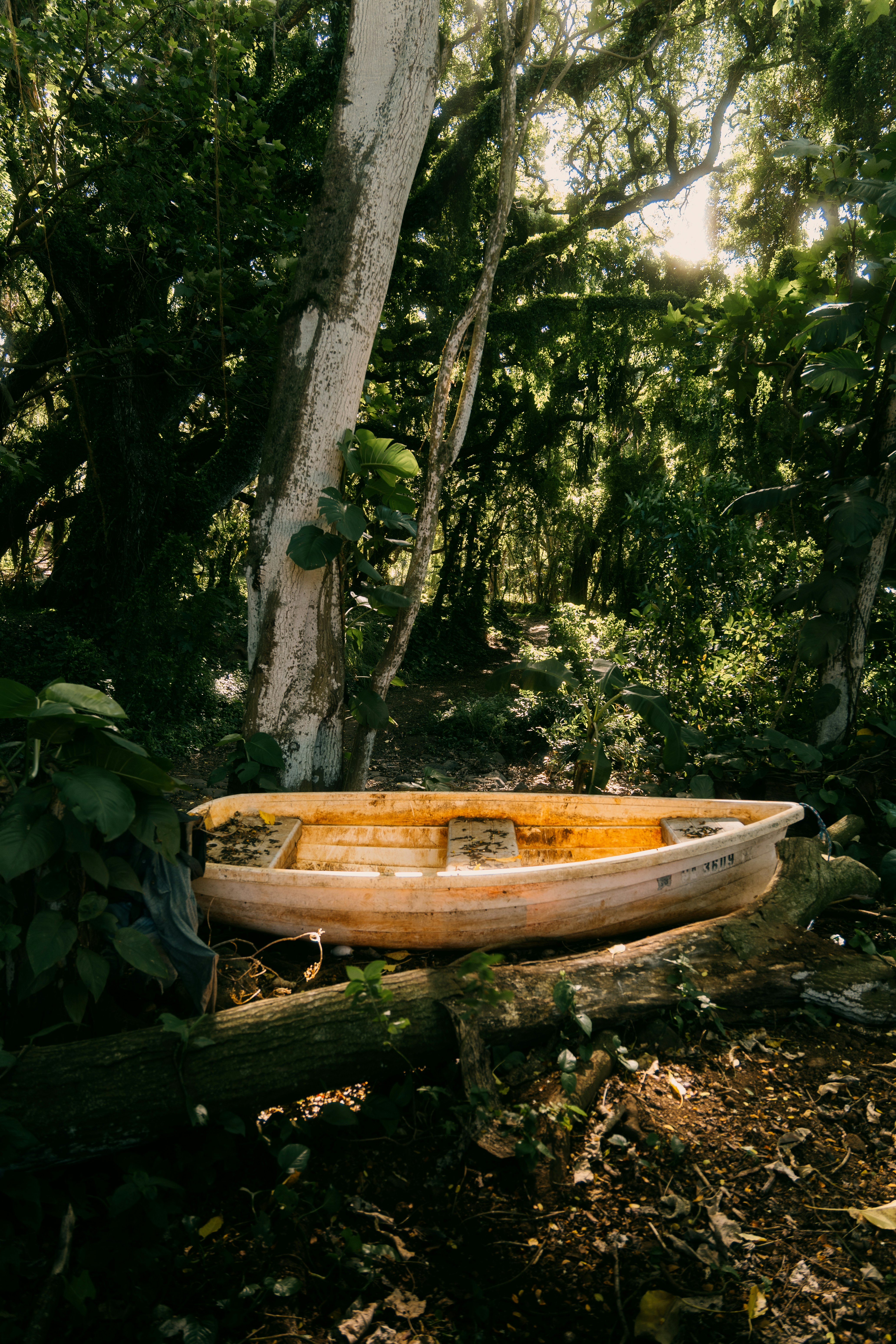 Sunlit Boat Resting Among Quiet Trees