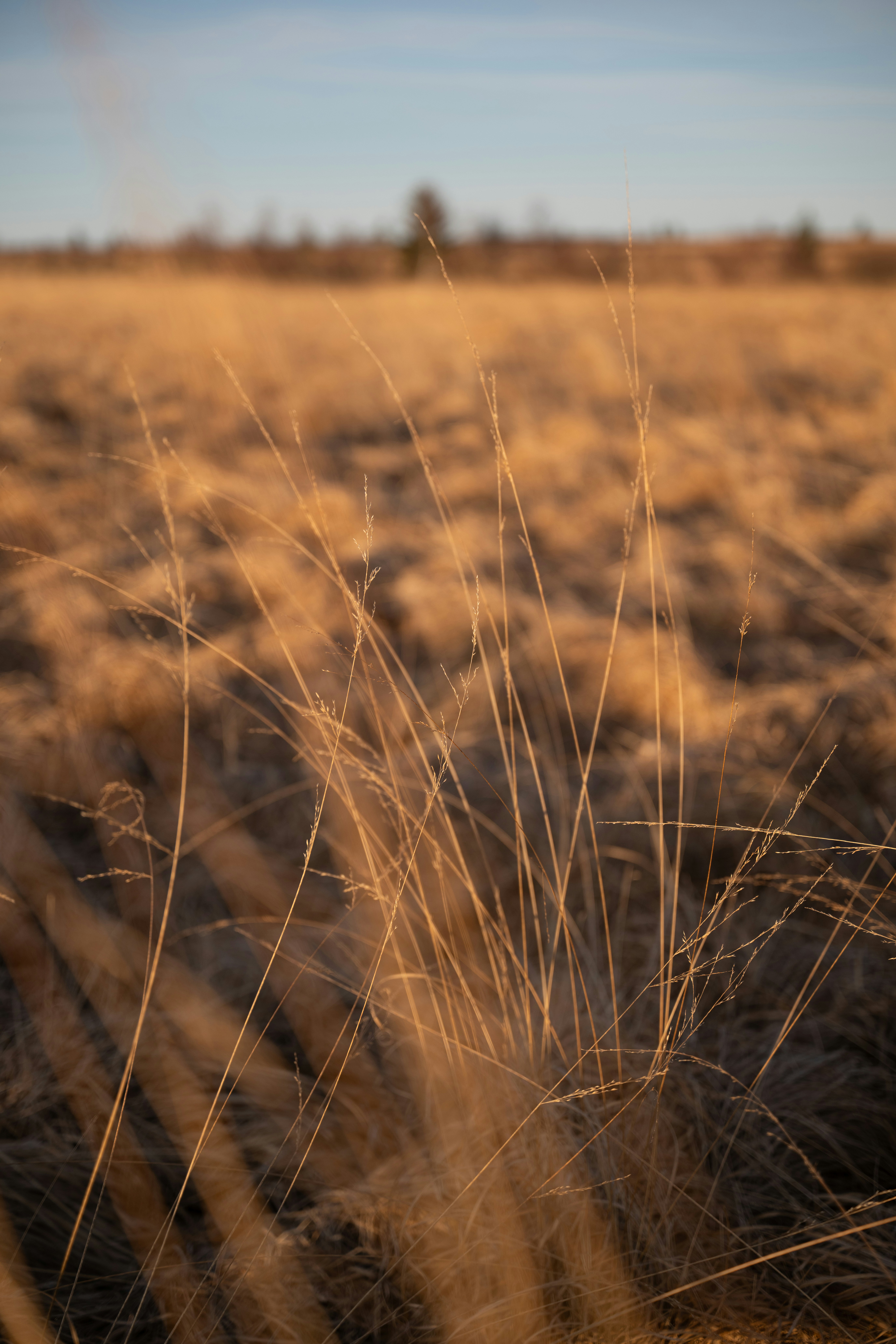 Golden Prairie Portrait: Dried Grass in Evening Light