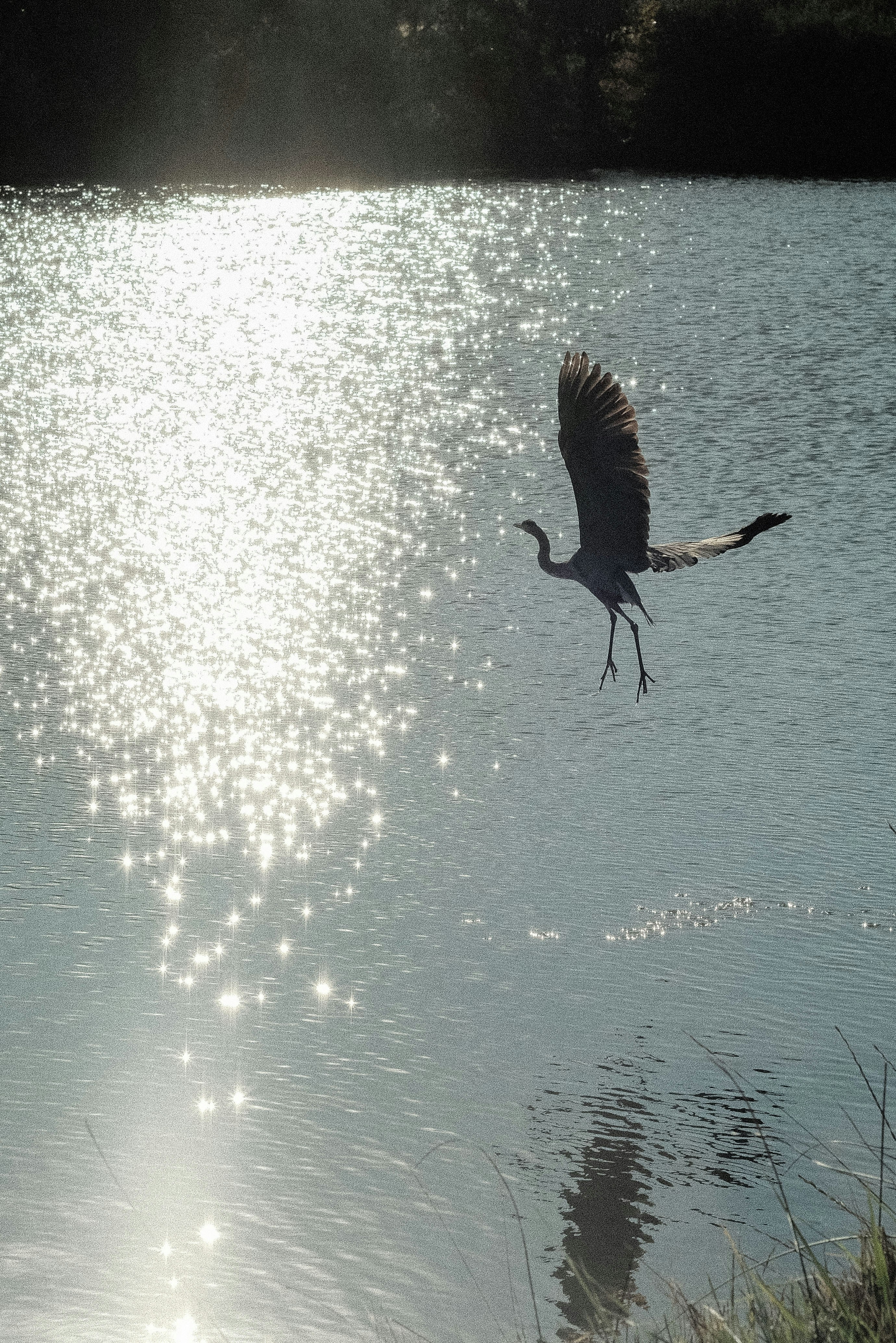 A crane takes flight after catching a bite.