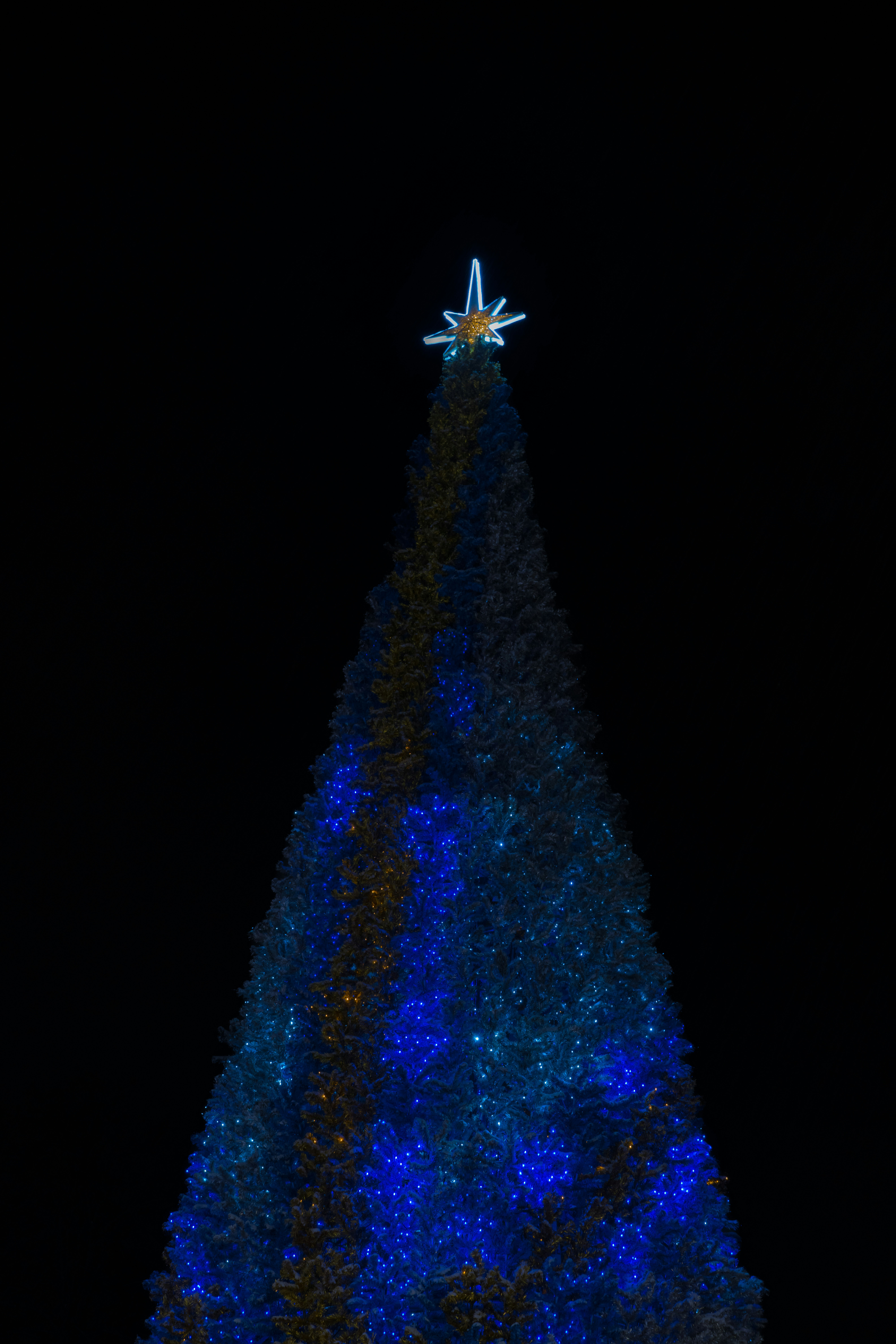 Star atop a midnight blue Christmas Tree