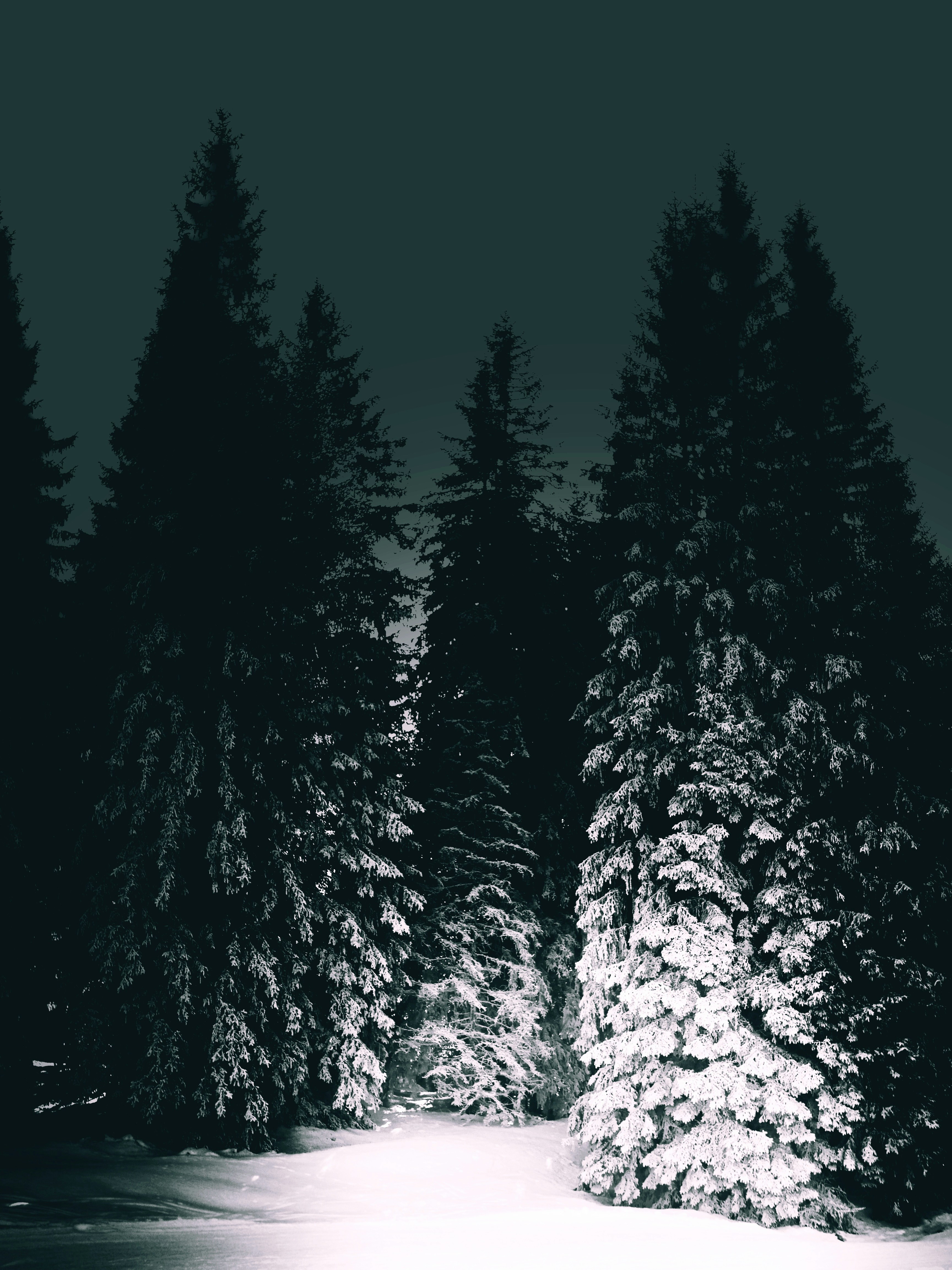 Snow-Kissed Pines at Dusk