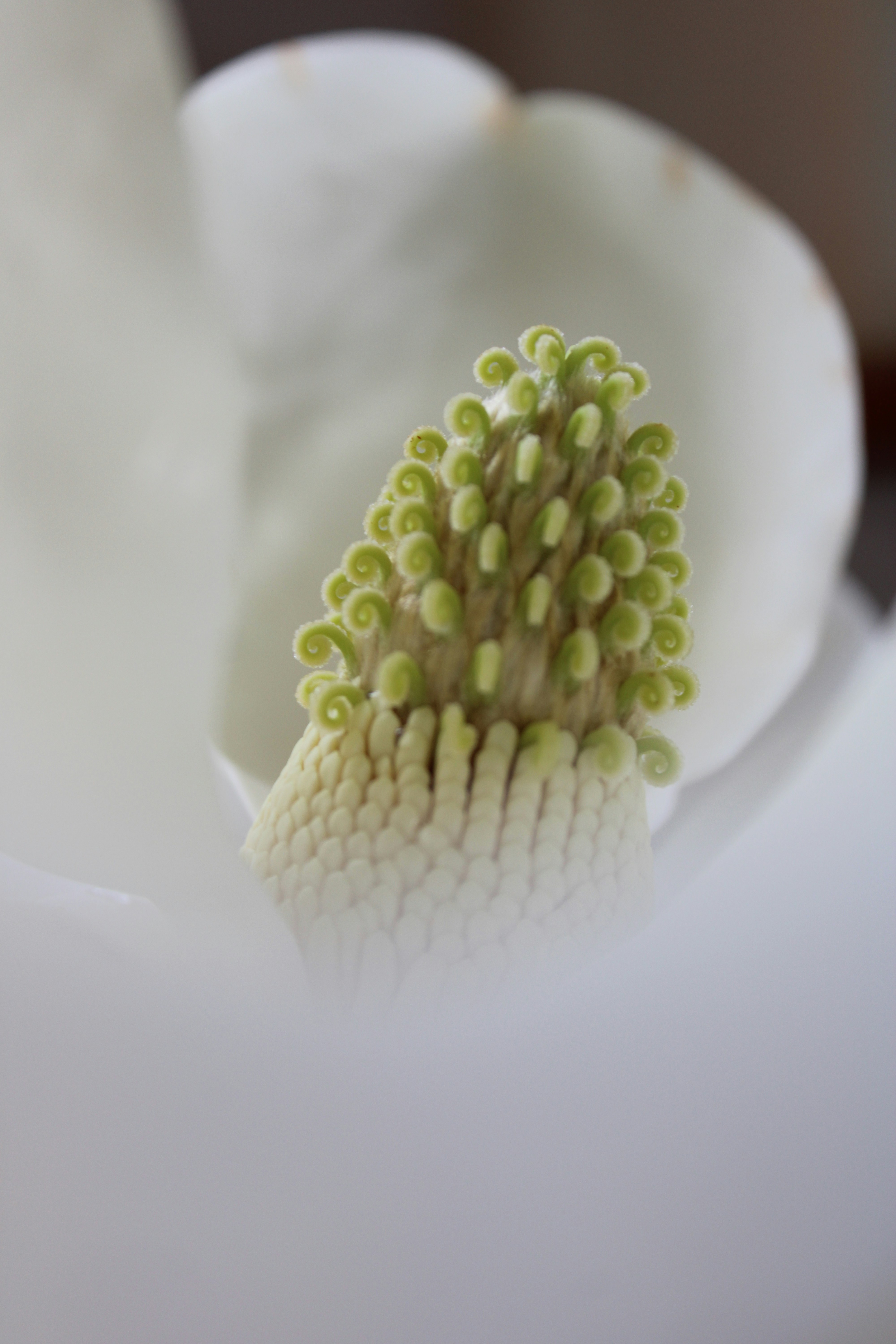Macro Emergence: A Pale Seed Pod Awakens Under Soft Petal Light