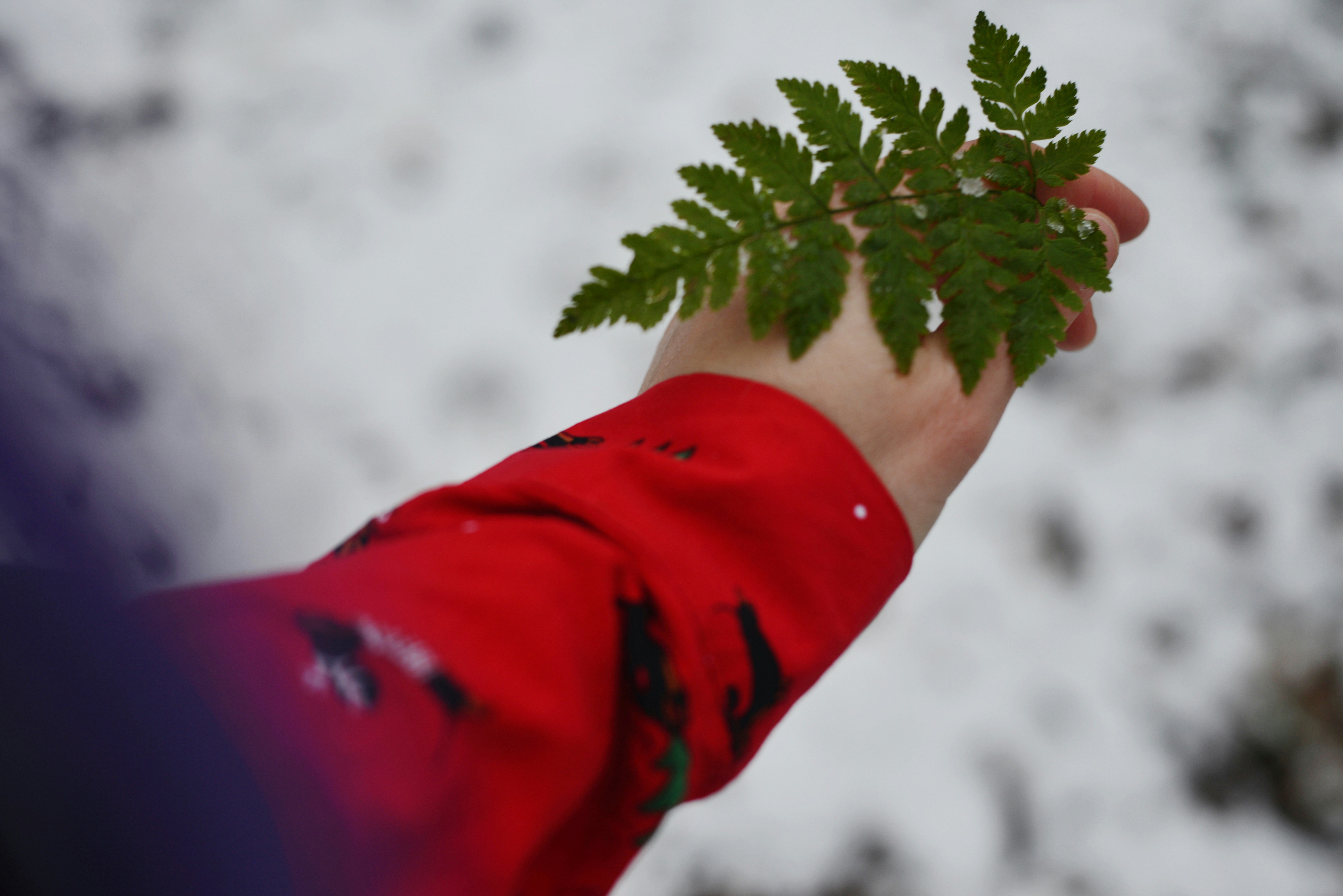 Fern Breath in Winter: A Hand Extends a Leaf to the Snow