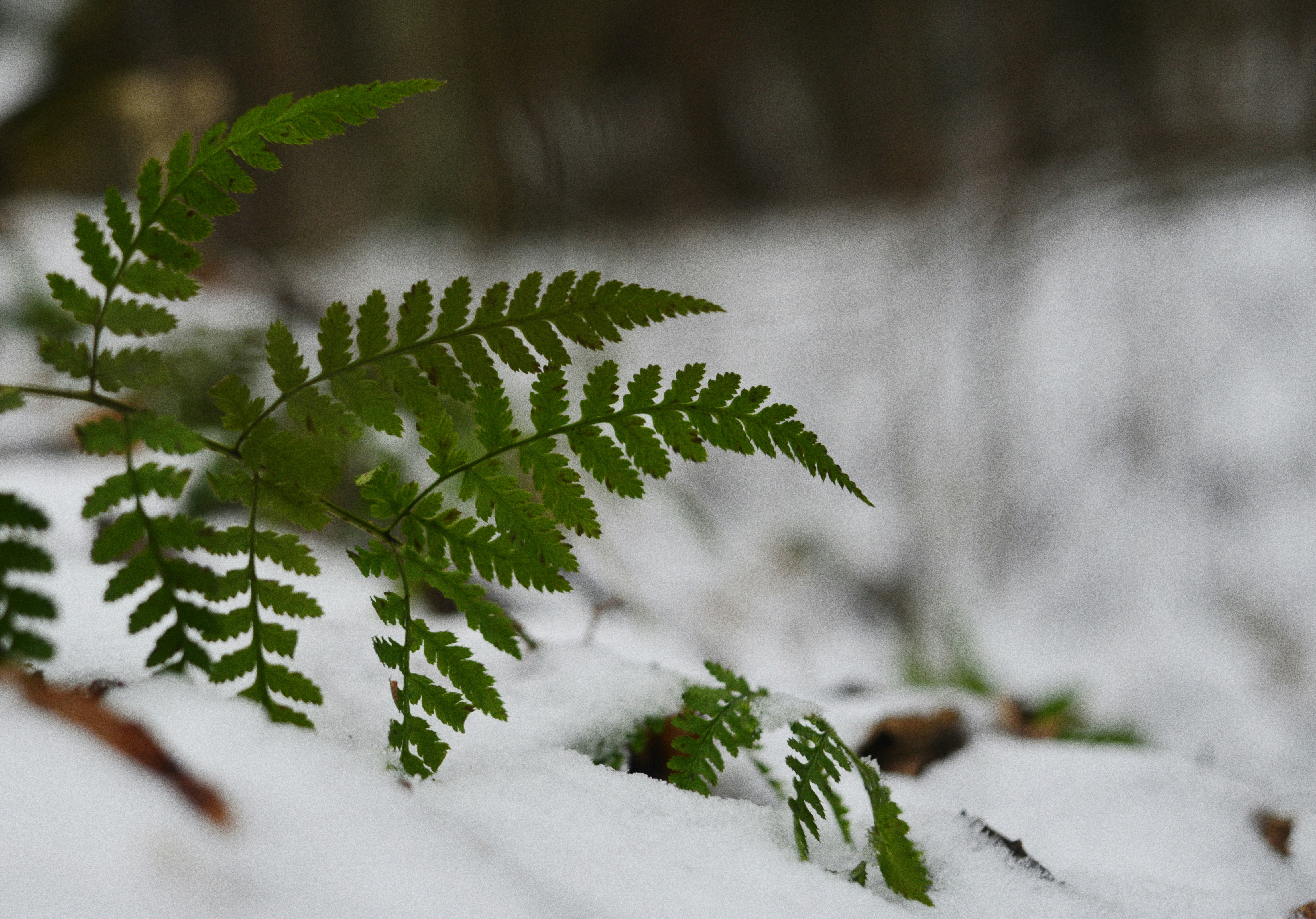 Fern Fronds in Quiet Snow