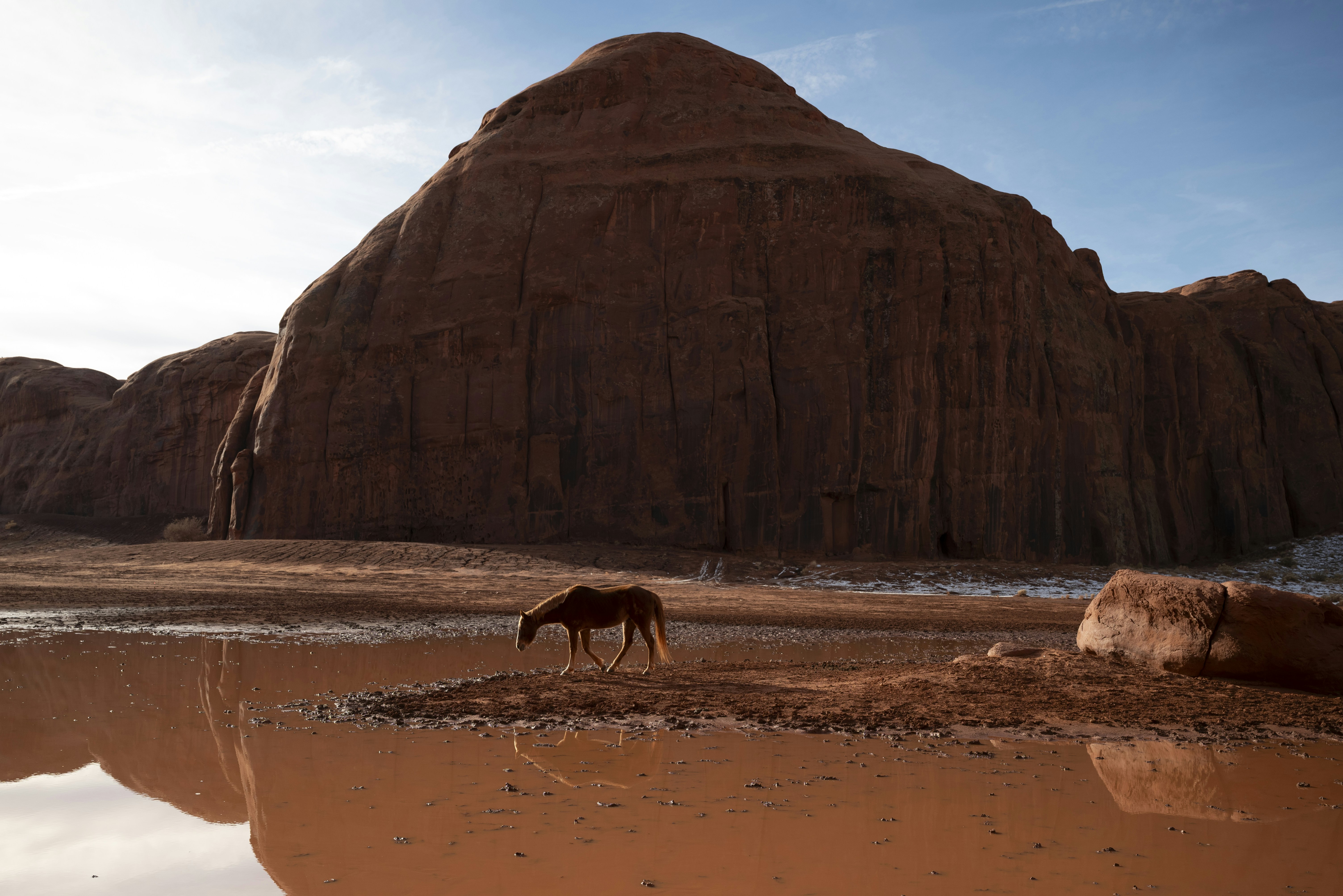 Lone Horse at the Edge of a Desert Moor