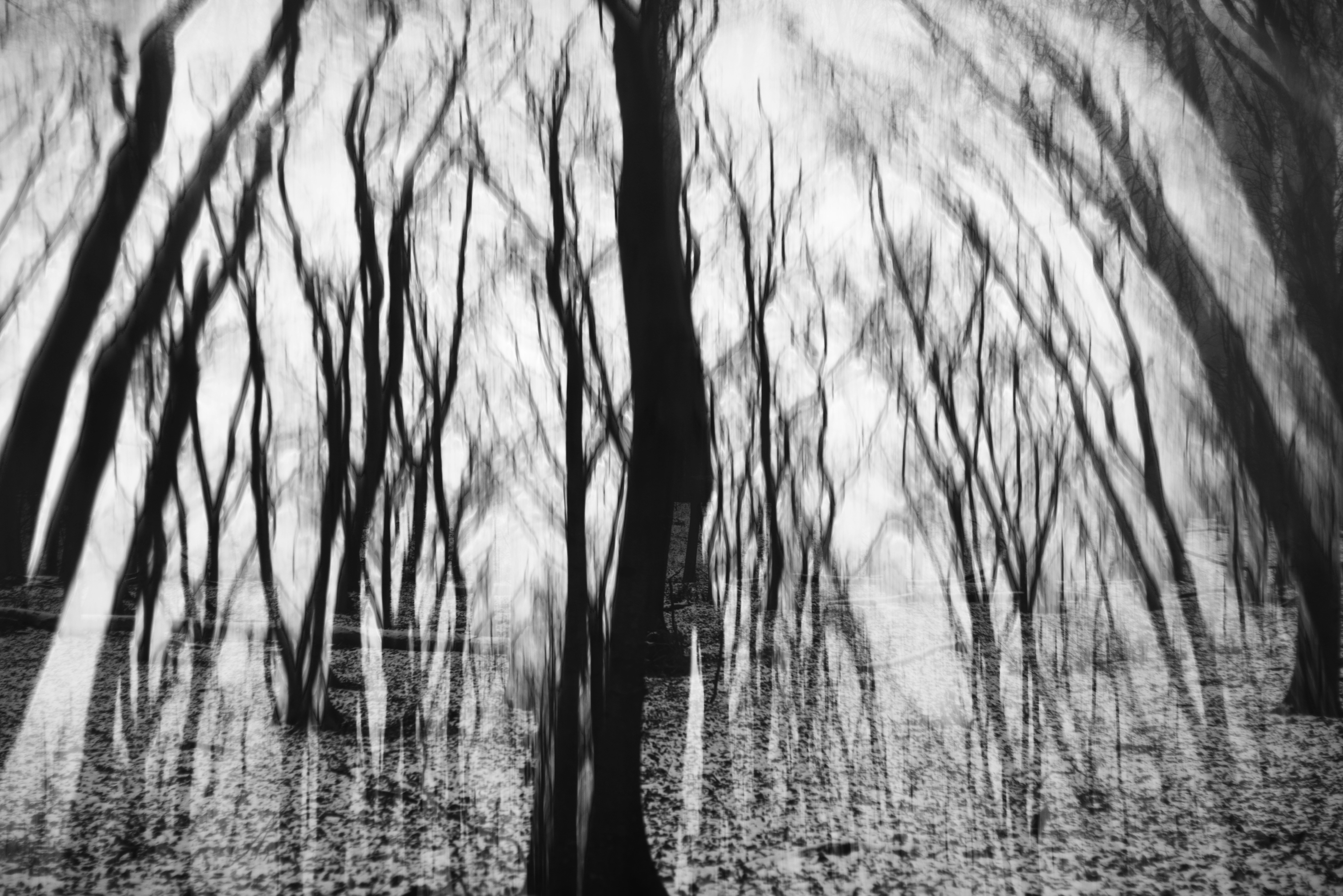 Echoes of the Ash: A Monochrome Walk Through Charred Trees
