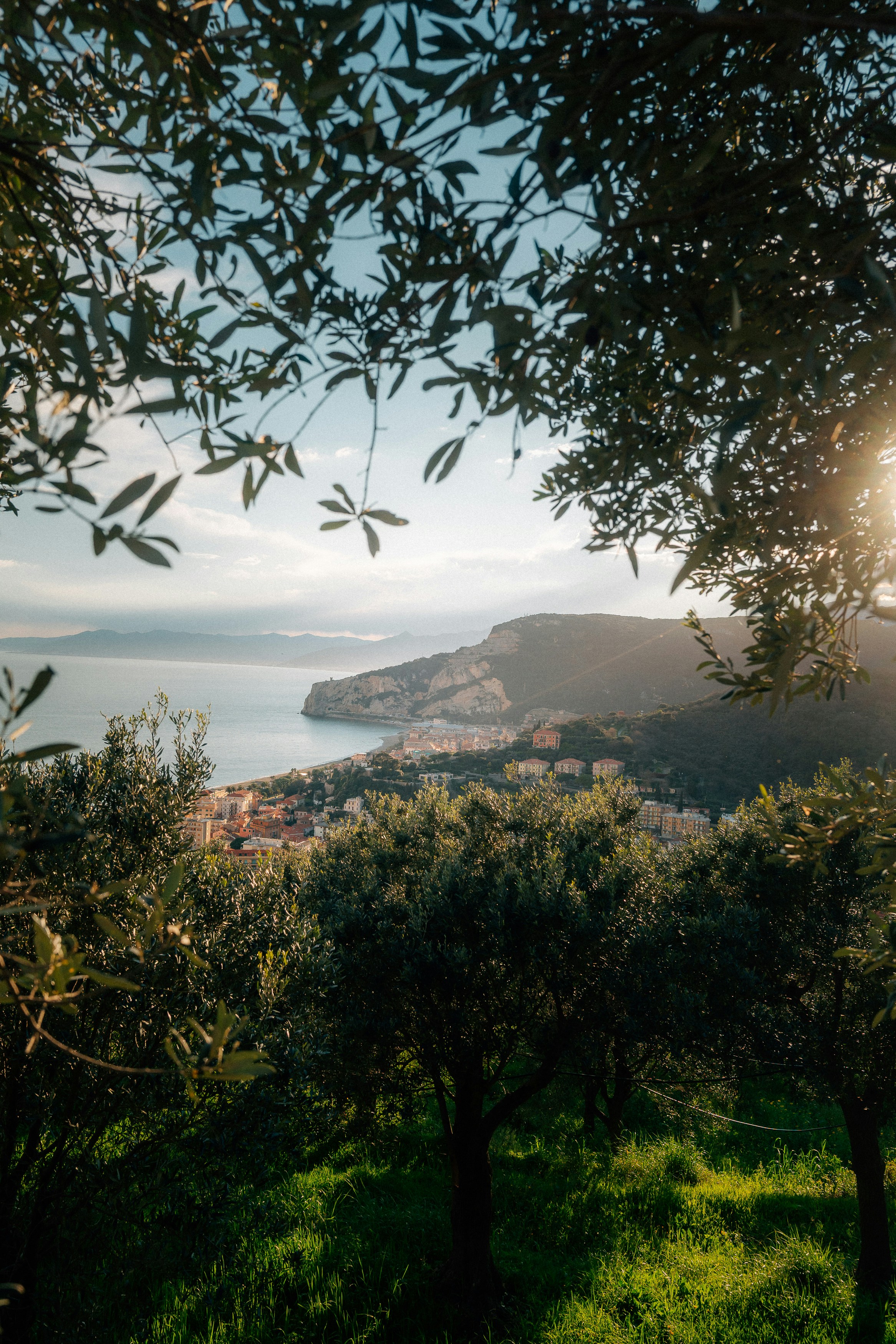 Coastal overlook framed by olives at sunset