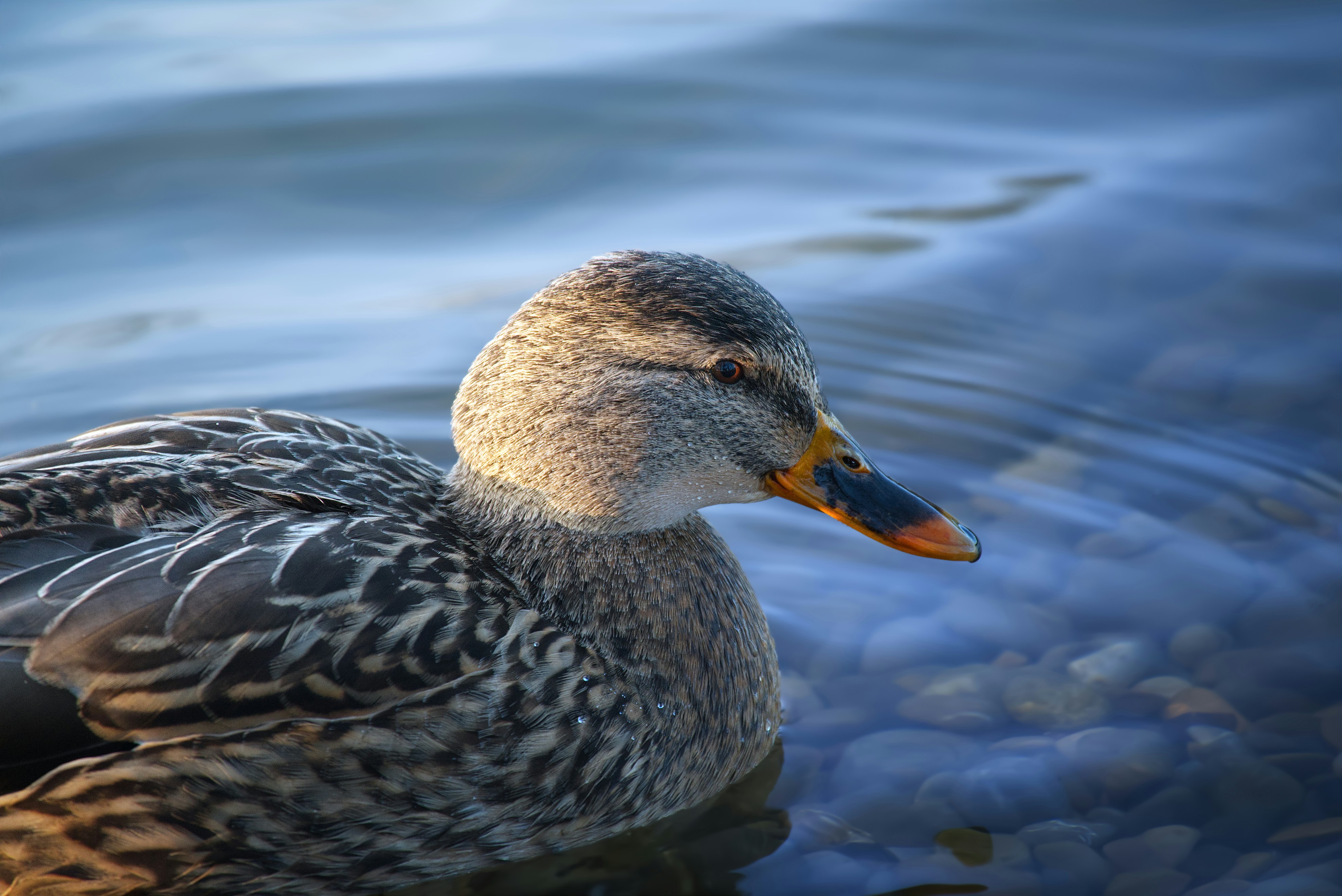 A female mallard swims in the river Danube.
